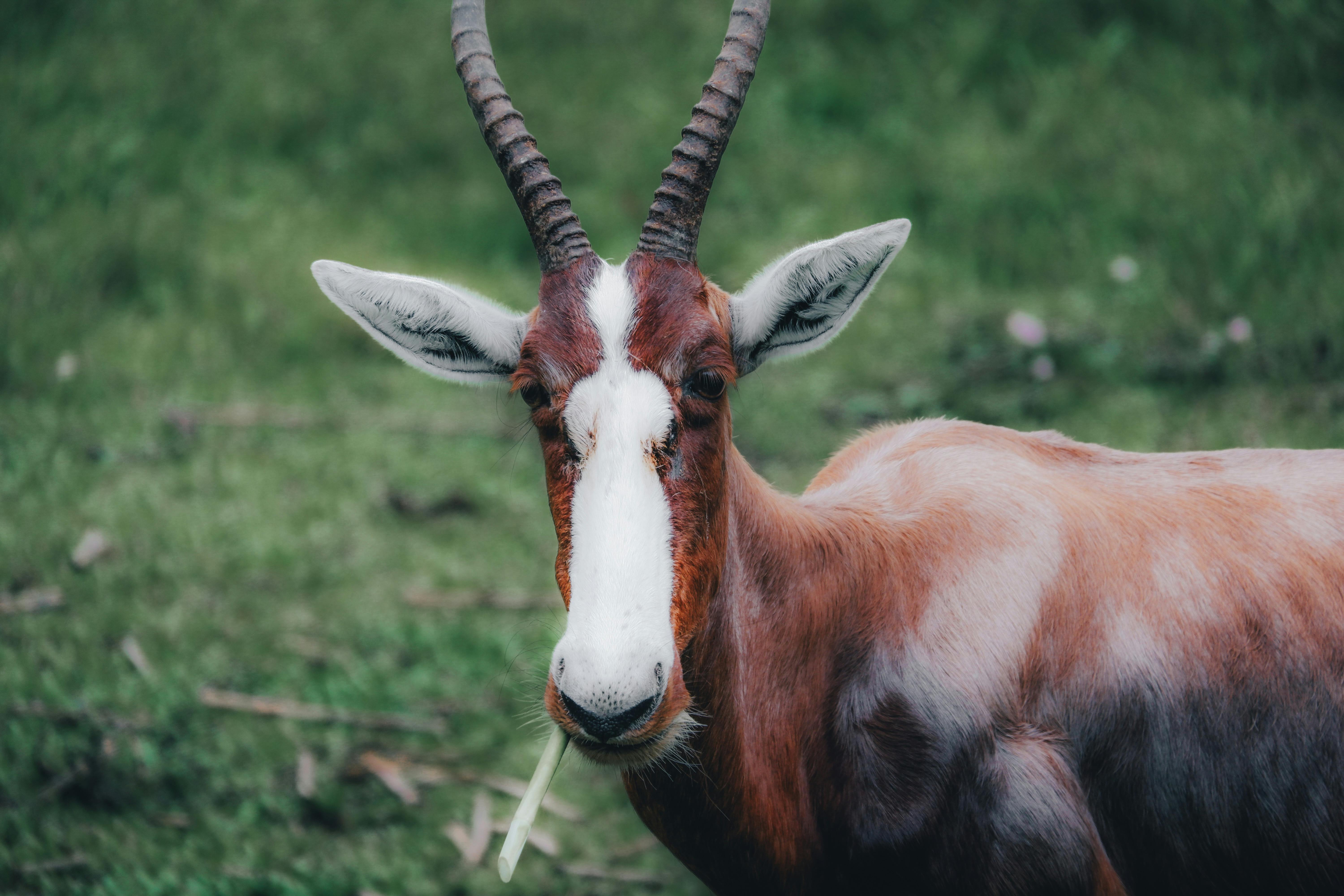 Close-Up Shot of an Antelope · Free Stock Photo