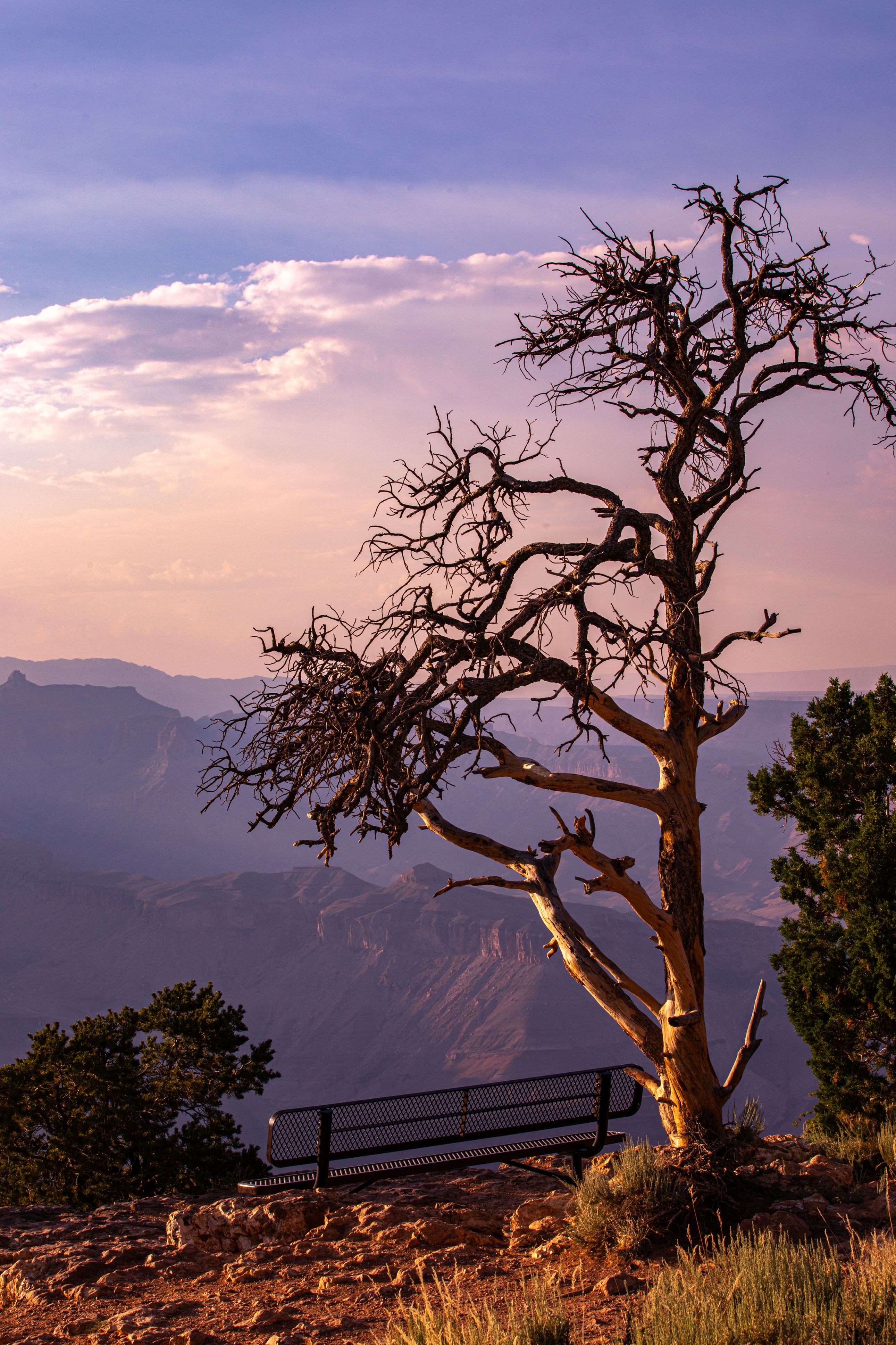 A Bench under a Dry Tree on a Mountain Peak · Free Stock Photo