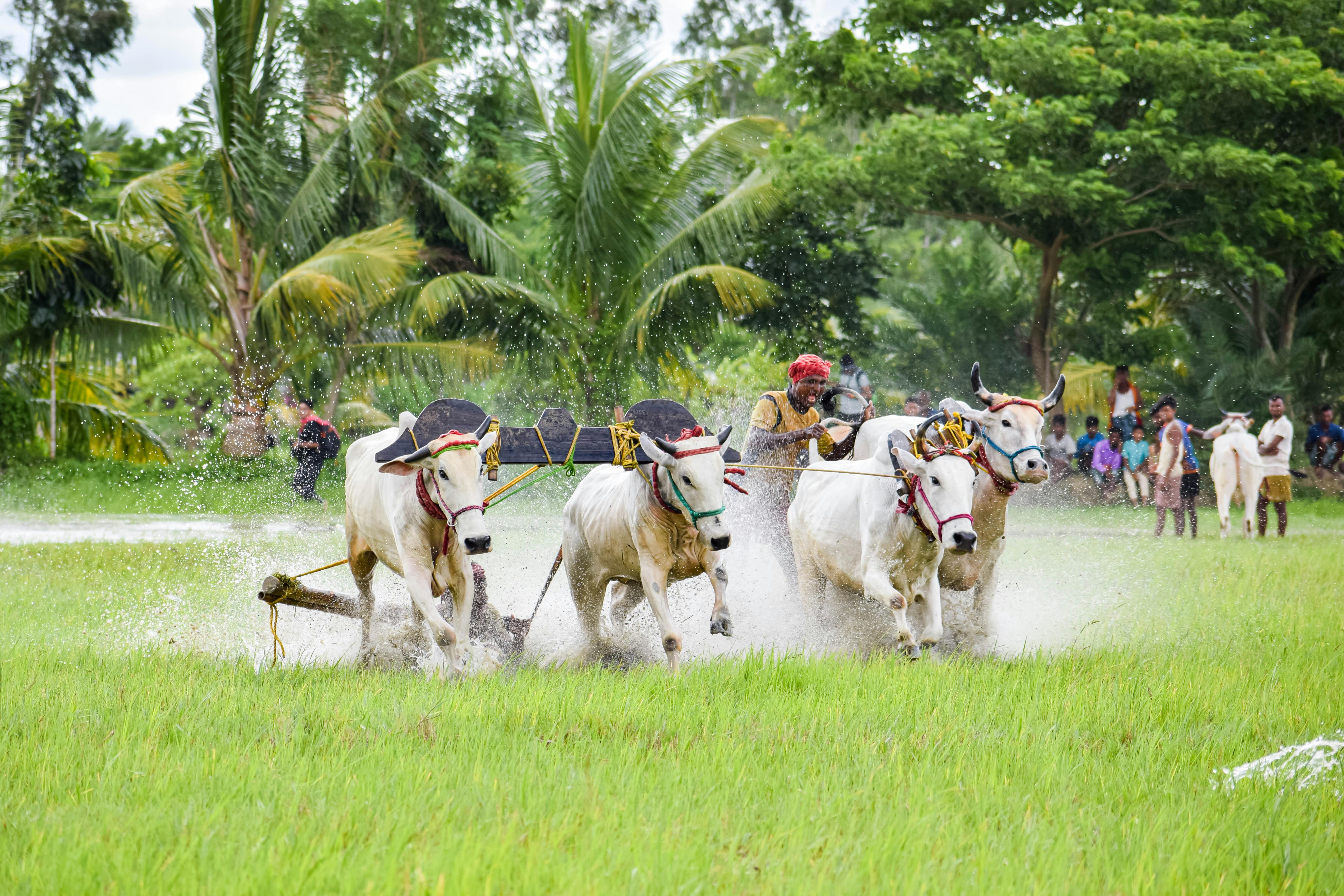 White Cows Harness Running in the Green Field, during Traditional Race ...