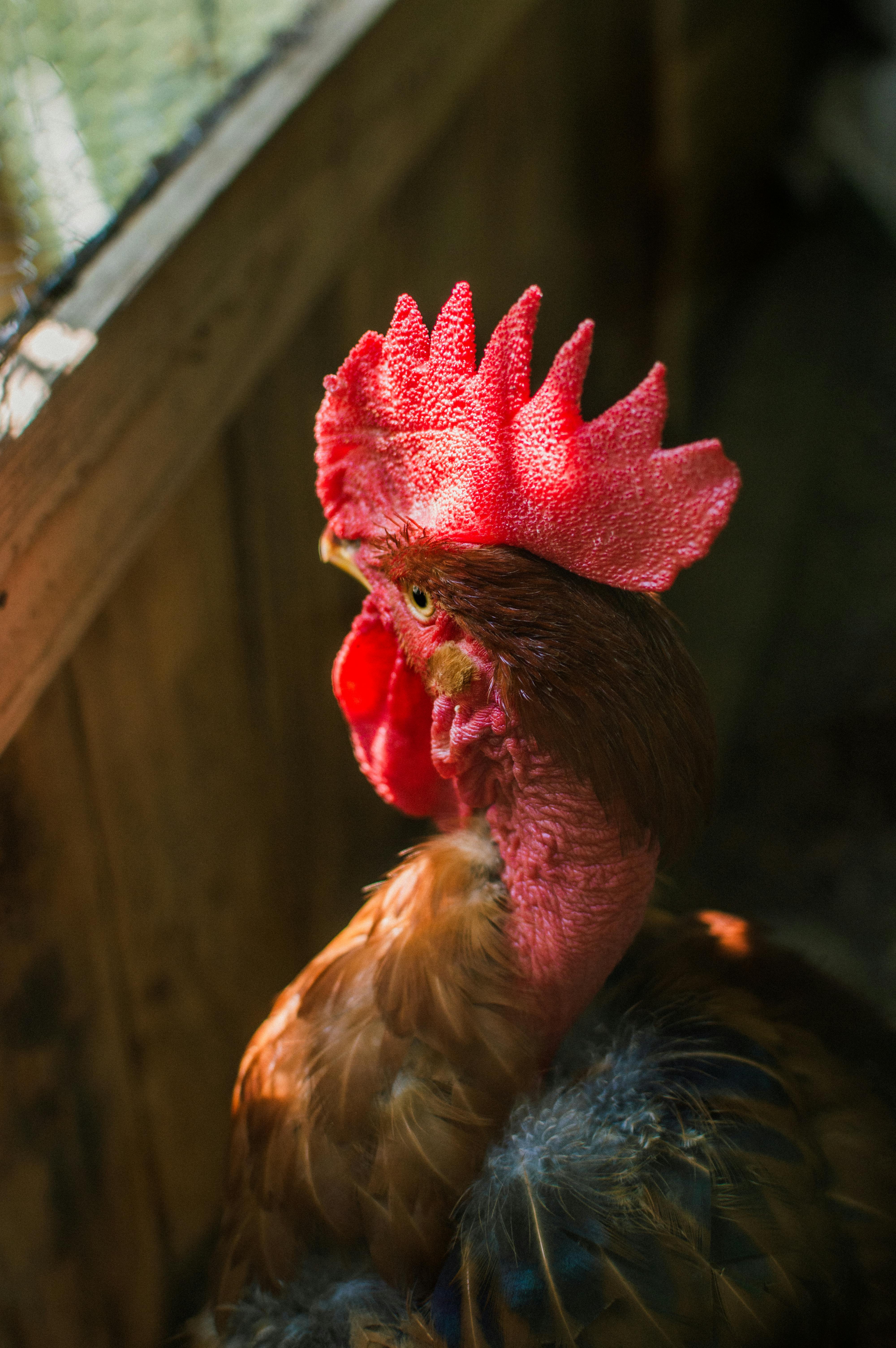 Het Rooster Photos, Download The BEST Free Het Rooster Stock Photos ...