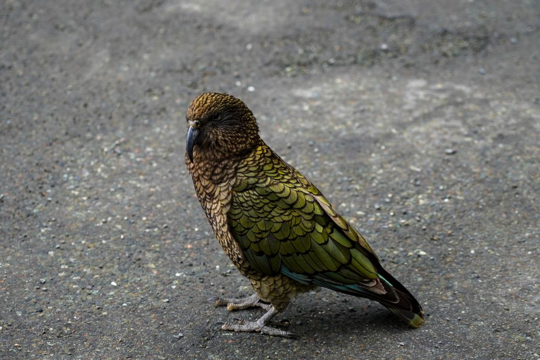 Alpine Parrots New Zealand: Learn About the Kea Bird