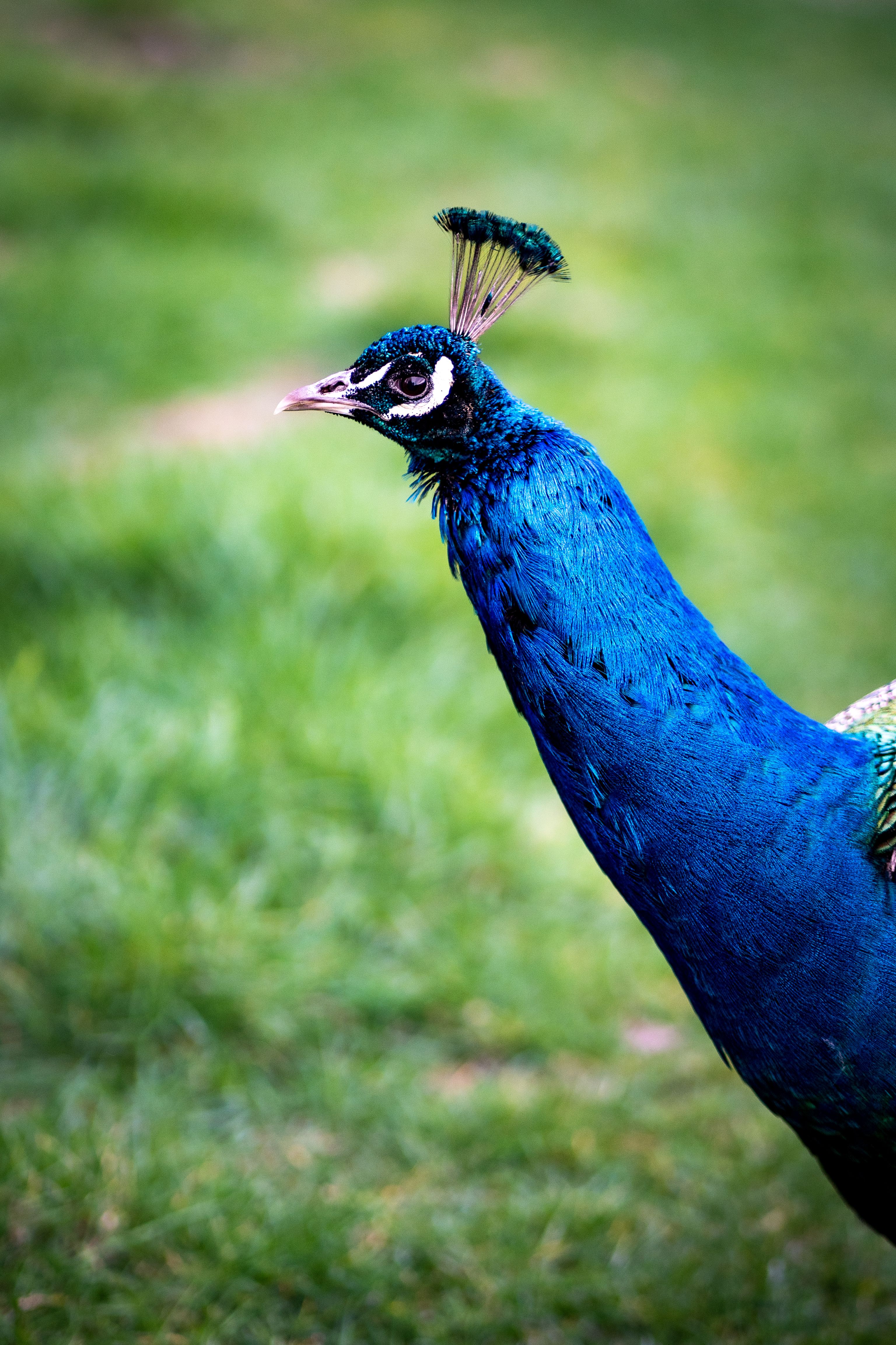 Peacock in Nature · Free Stock Photo