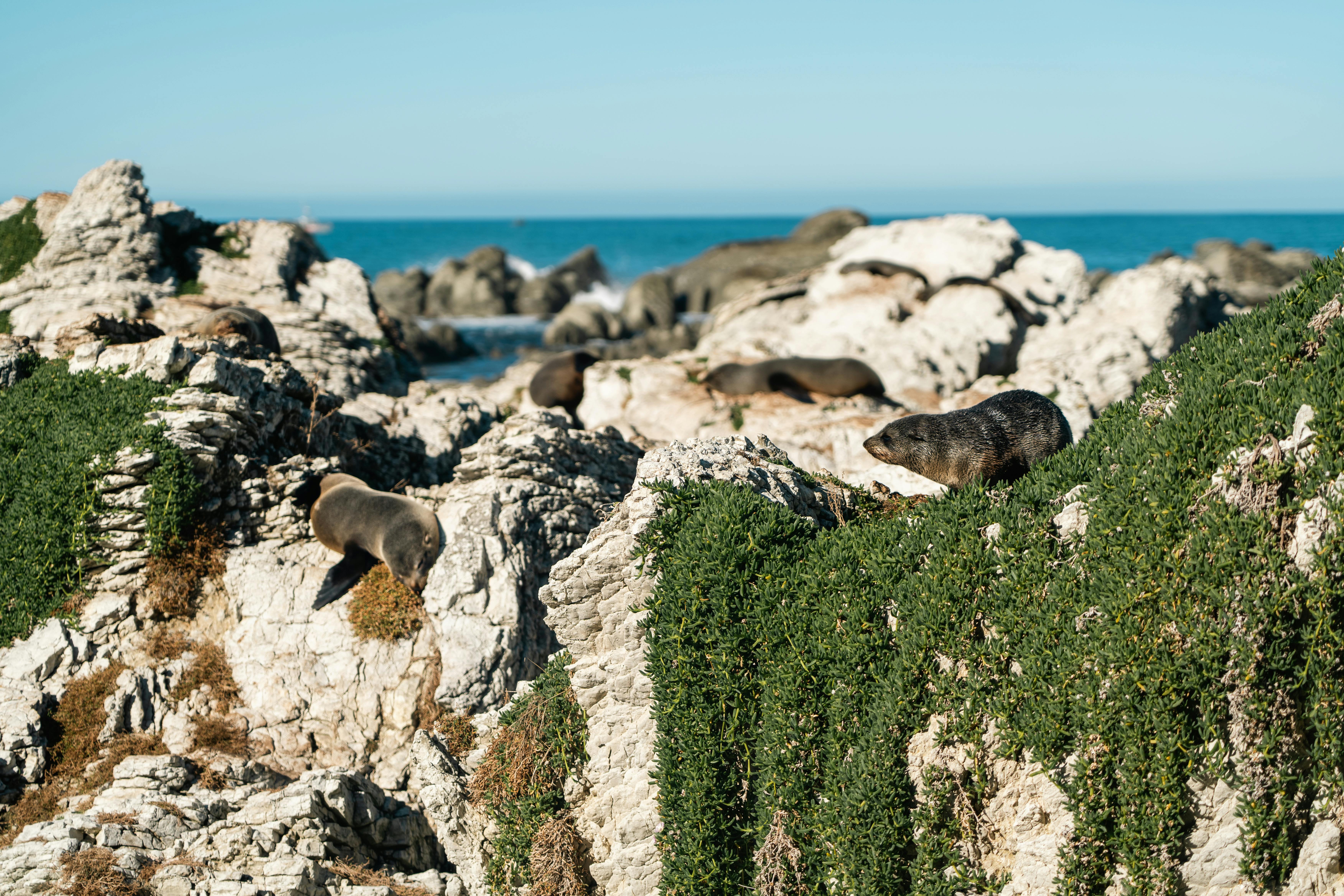 Seals on Rocks on Sea Shore · Free Stock Photo