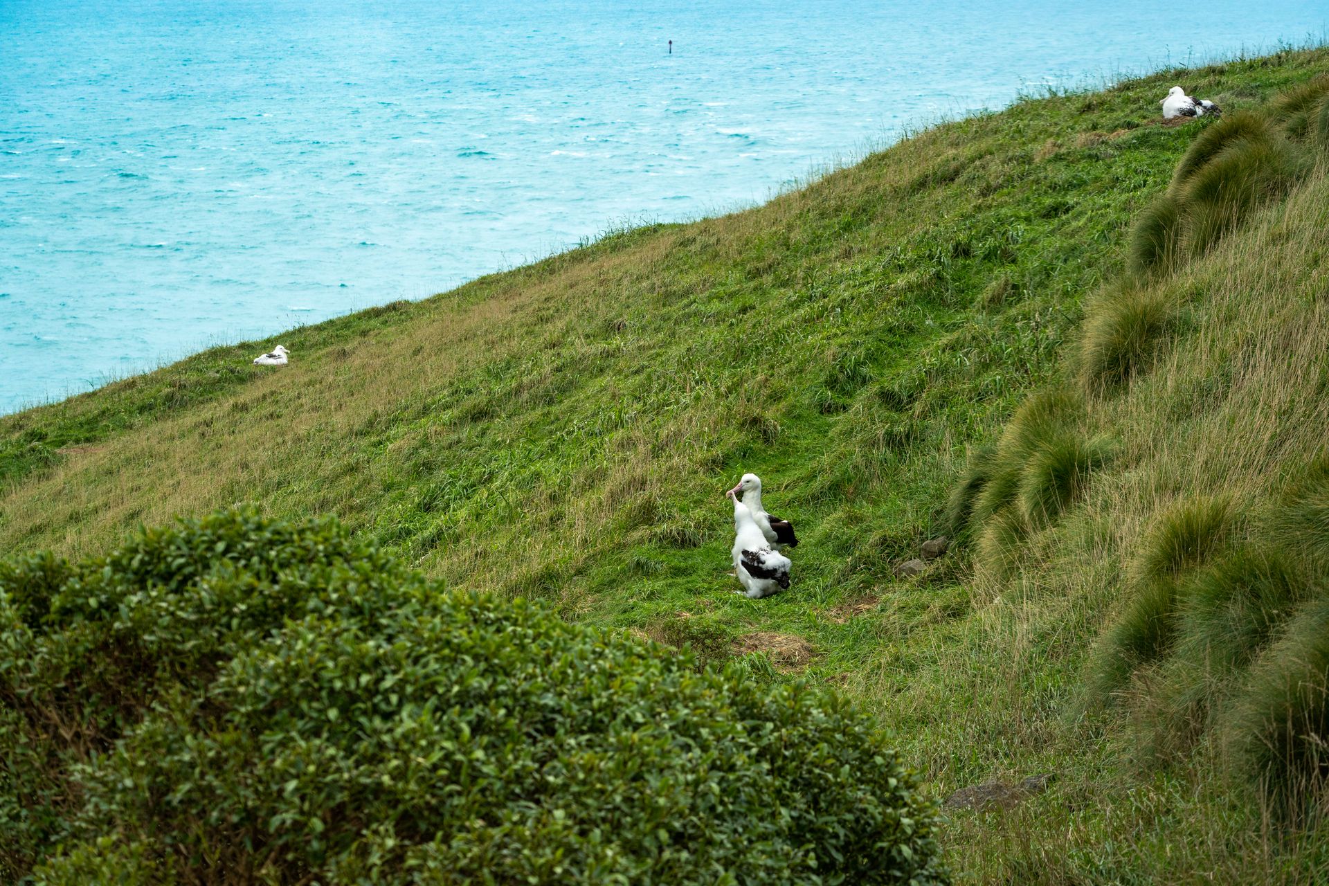 Black Browed Albatross: Facts, Habitat, and Behavior