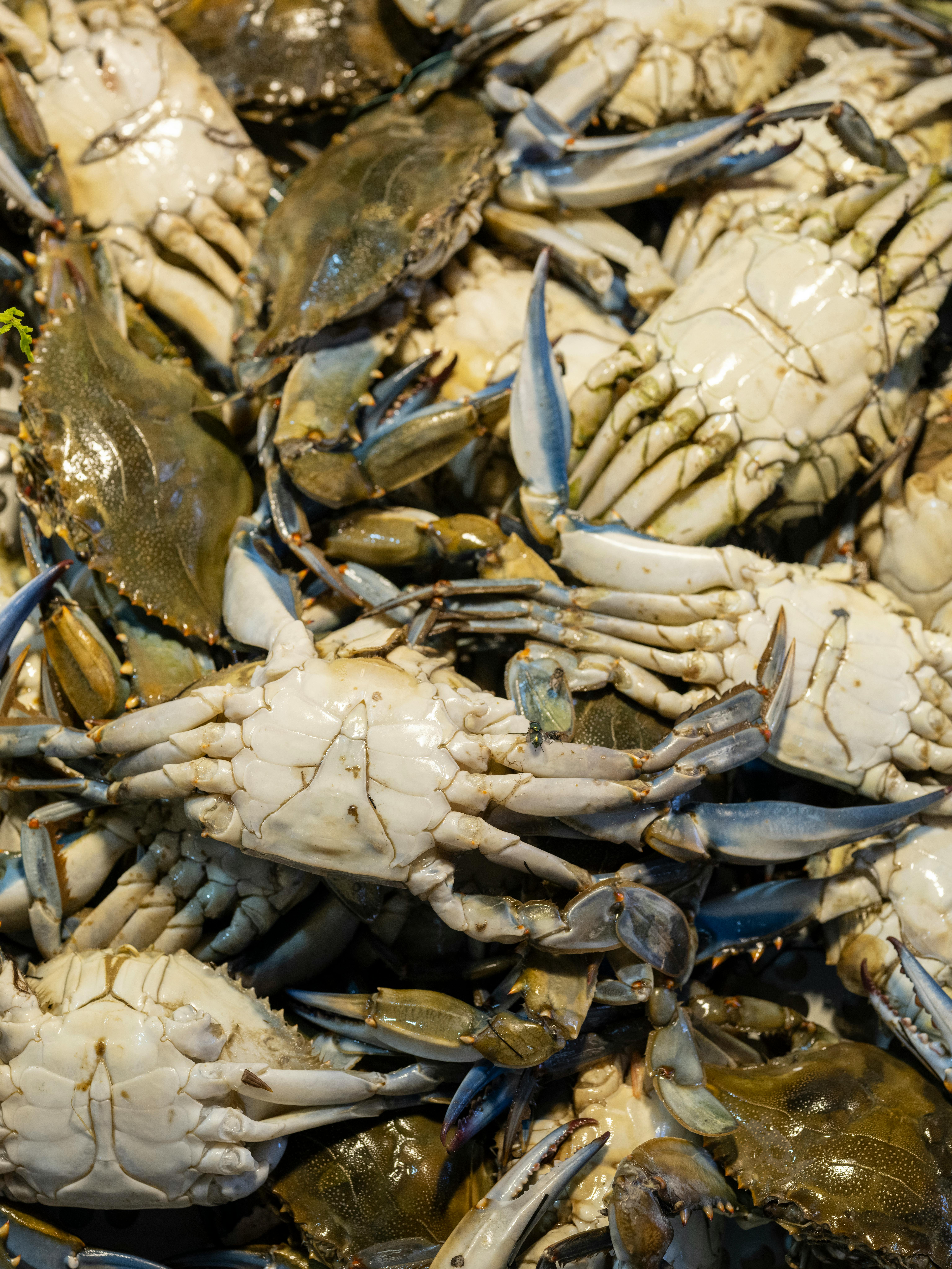 Top View of Crabs · Free Stock Photo