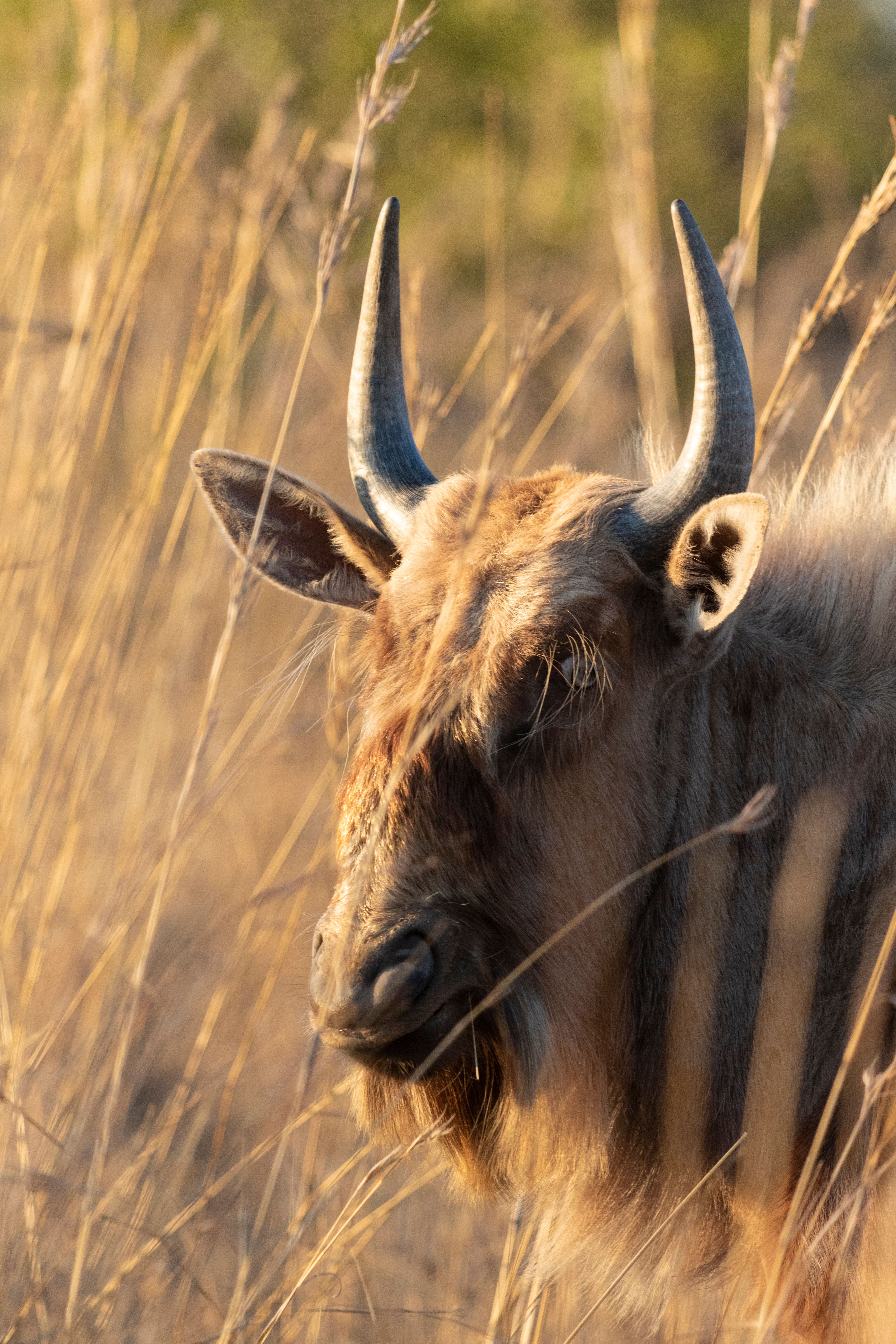 Wildbeest in Nature · Free Stock Photo