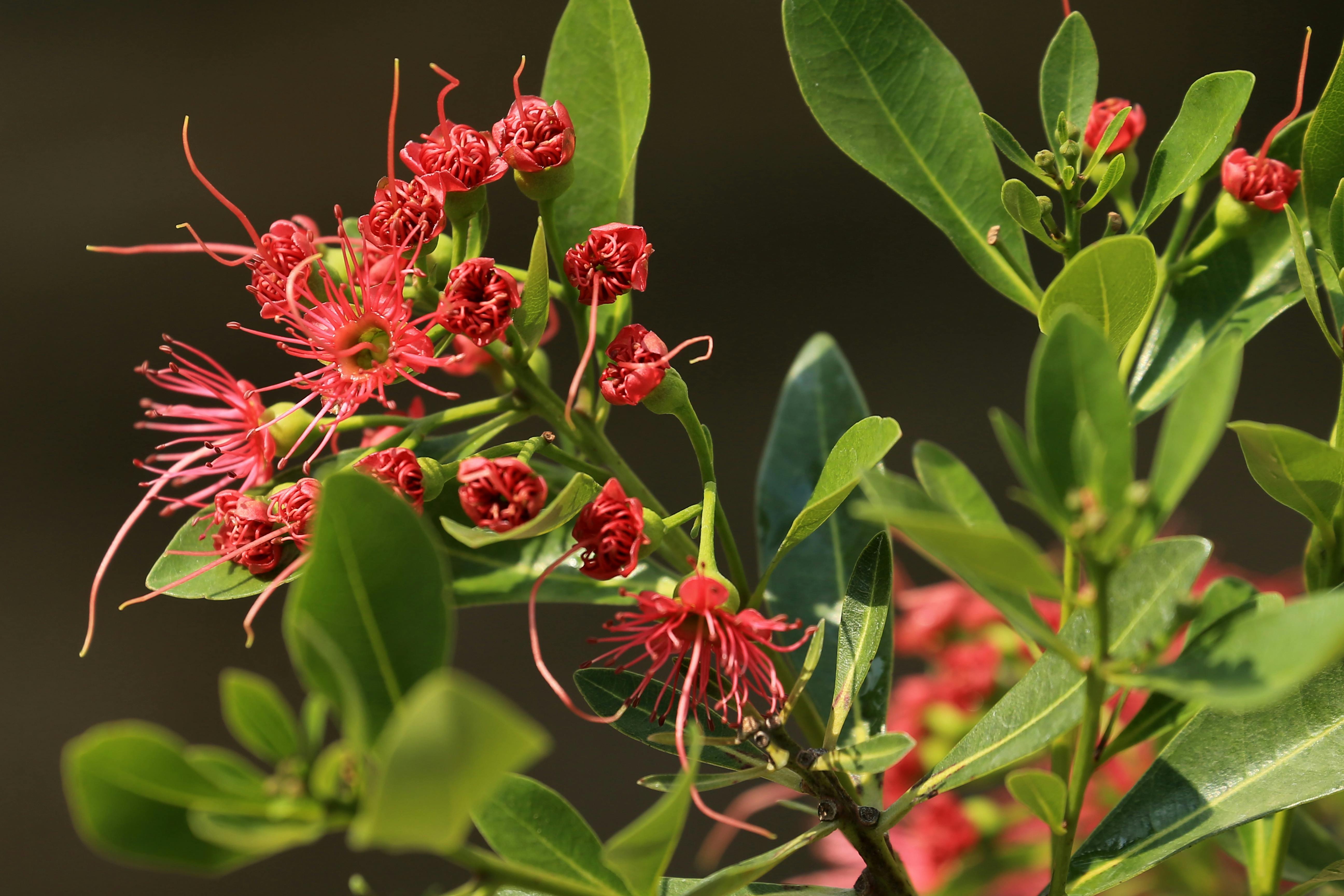 Blossoming Red Penda · Free Stock Photo