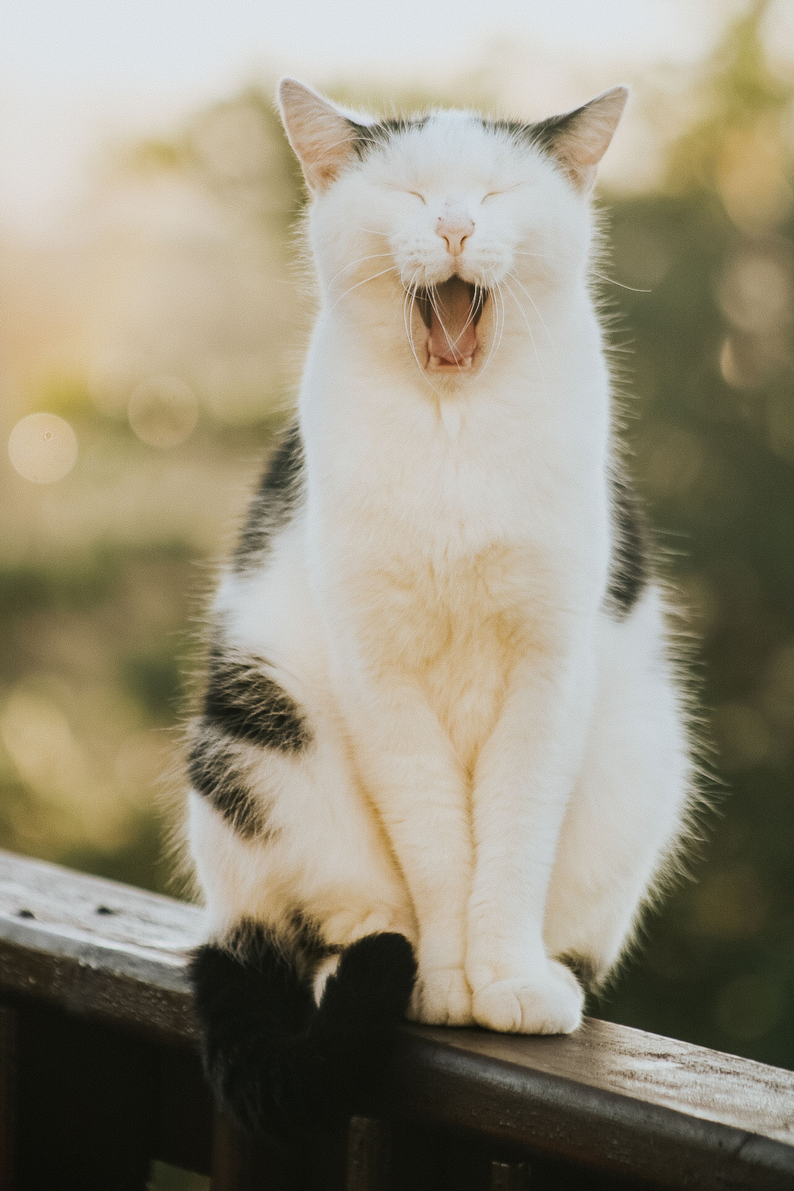 A Yawning Cat Sitting on a Balustrade · Free Stock Photo