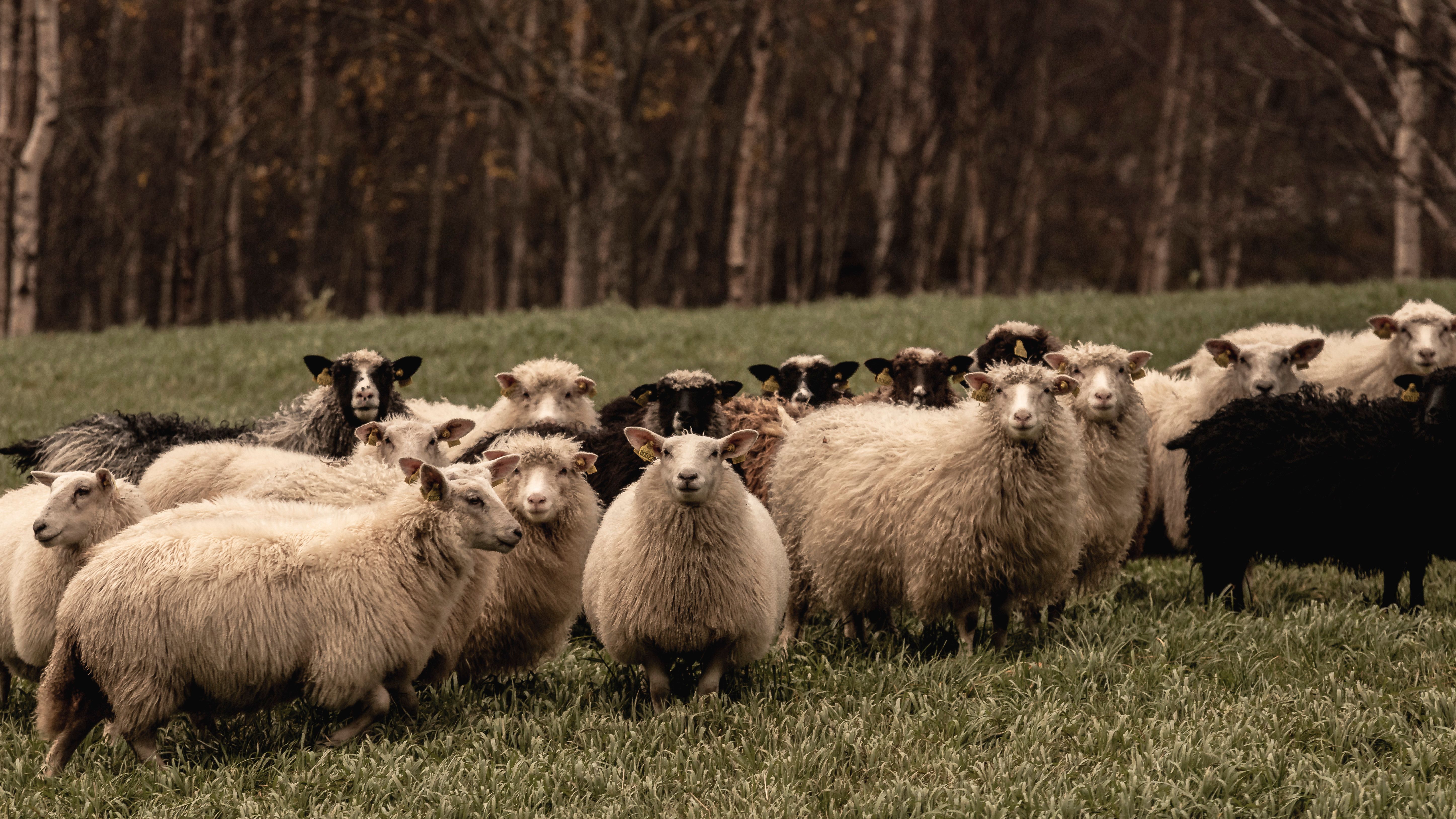 Herd of White and Black Sheep · Free Stock Photo