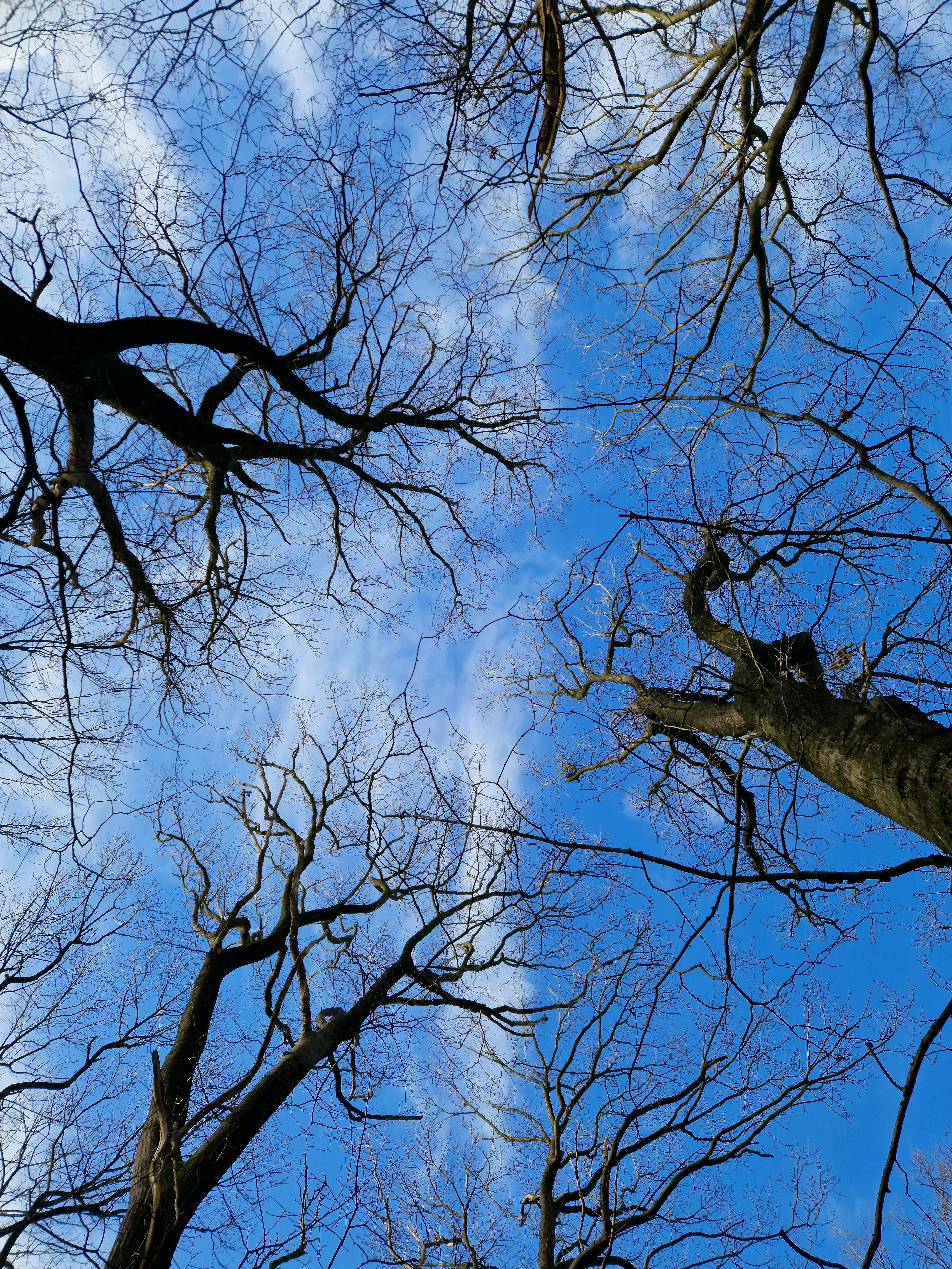 Low Angle Photography of Brown Leaf Forest Trees at Daytime · Free ...