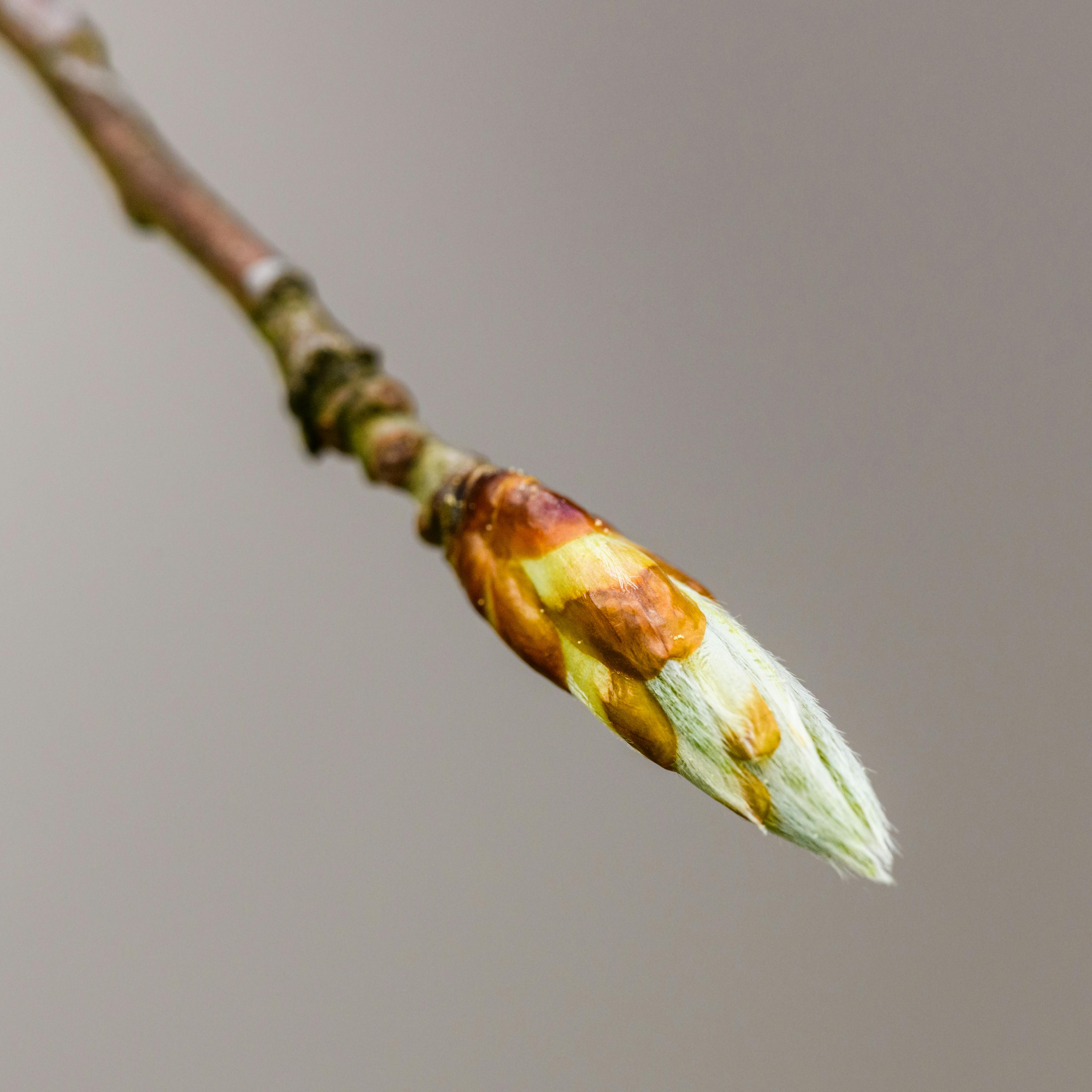 Budding Trees Photos, Download The BEST Free Budding Trees Stock Photos ...