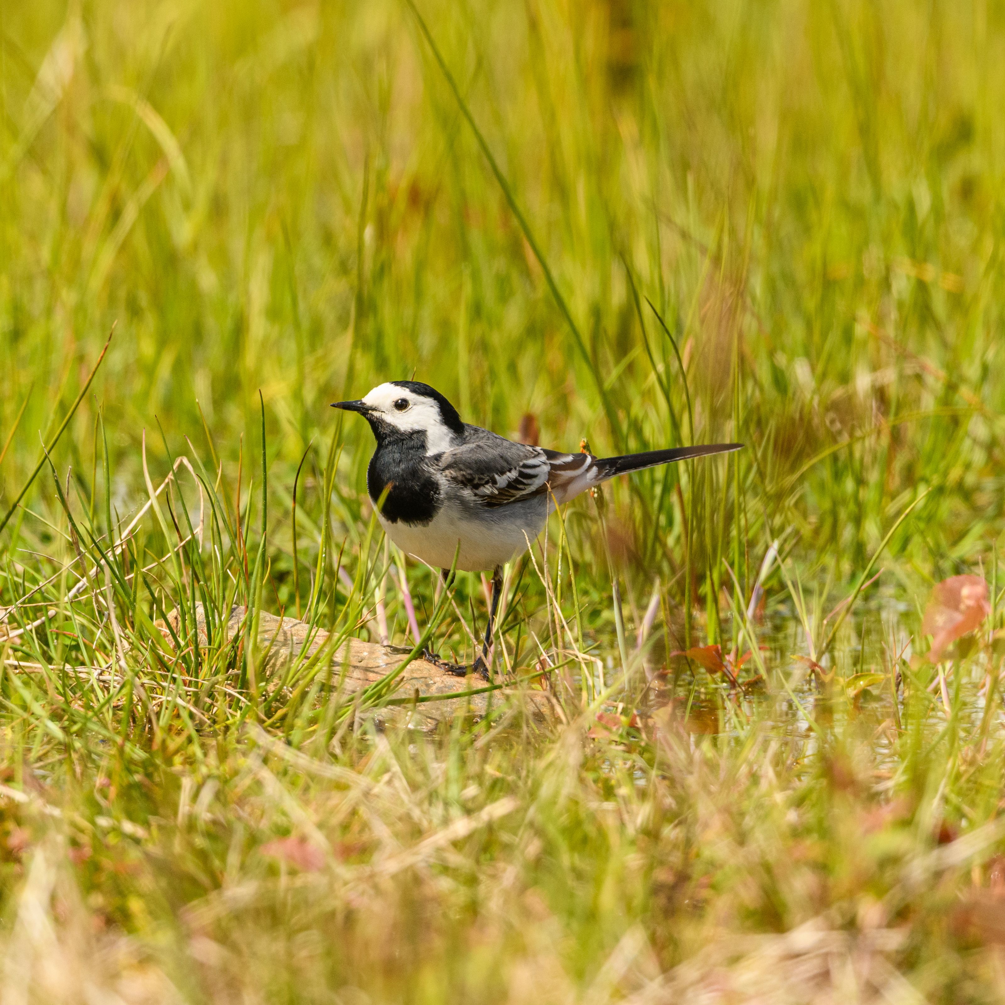 Wagtail Photos, Download The BEST Free Wagtail Stock Photos & HD Images