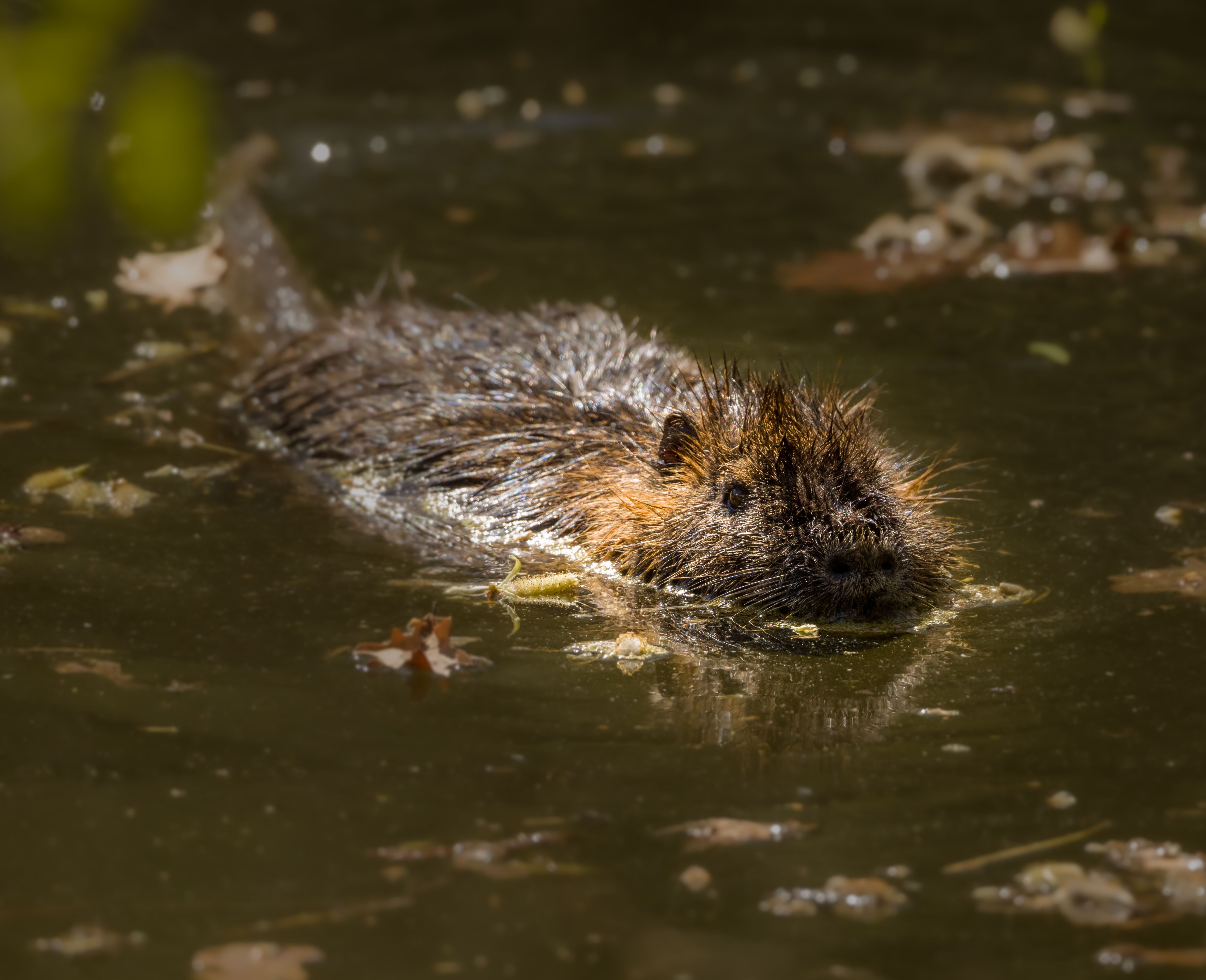 Close-Up Photo of a Nutria Swimming in Murky Water · Free Stock Photo