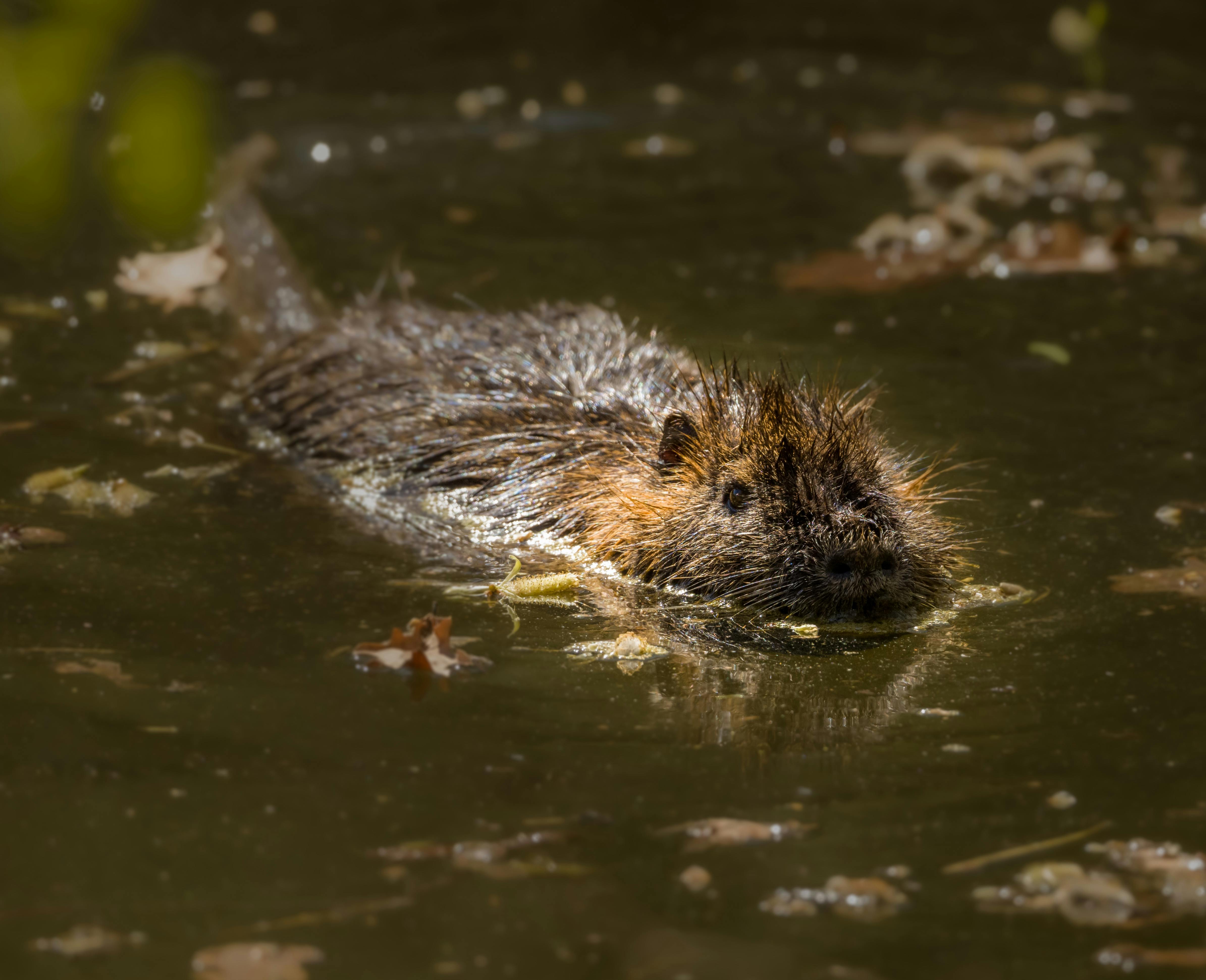 Rats Floating In Water Photos, Download The BEST Free Rats Floating In ...