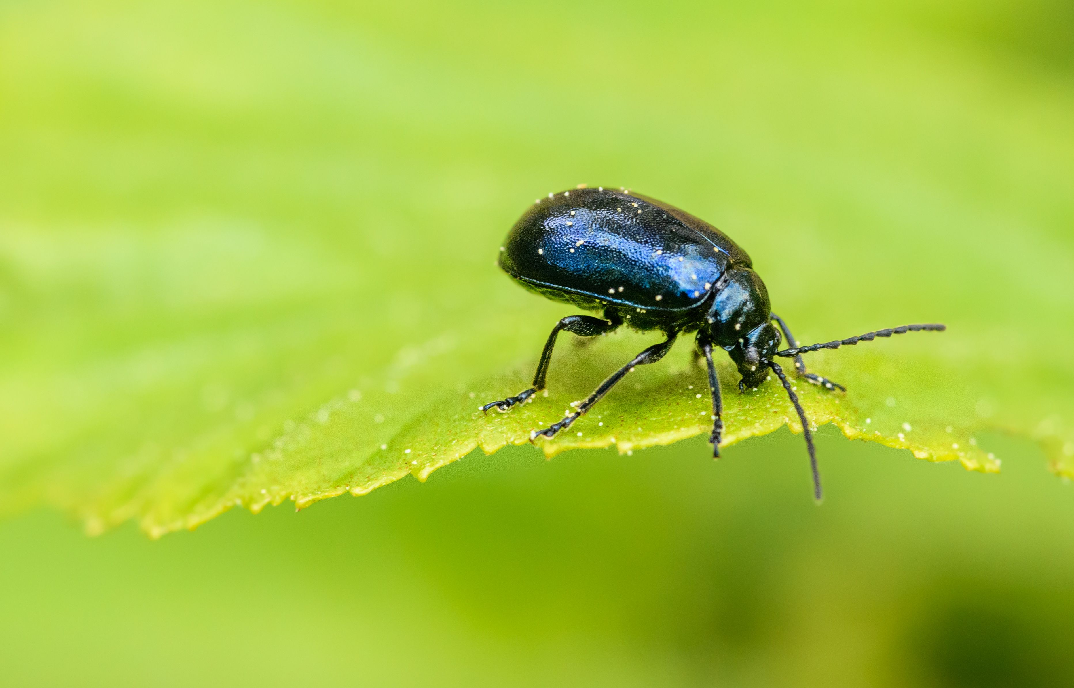 Beetle Sitting on Leaf · Free Stock Photo
