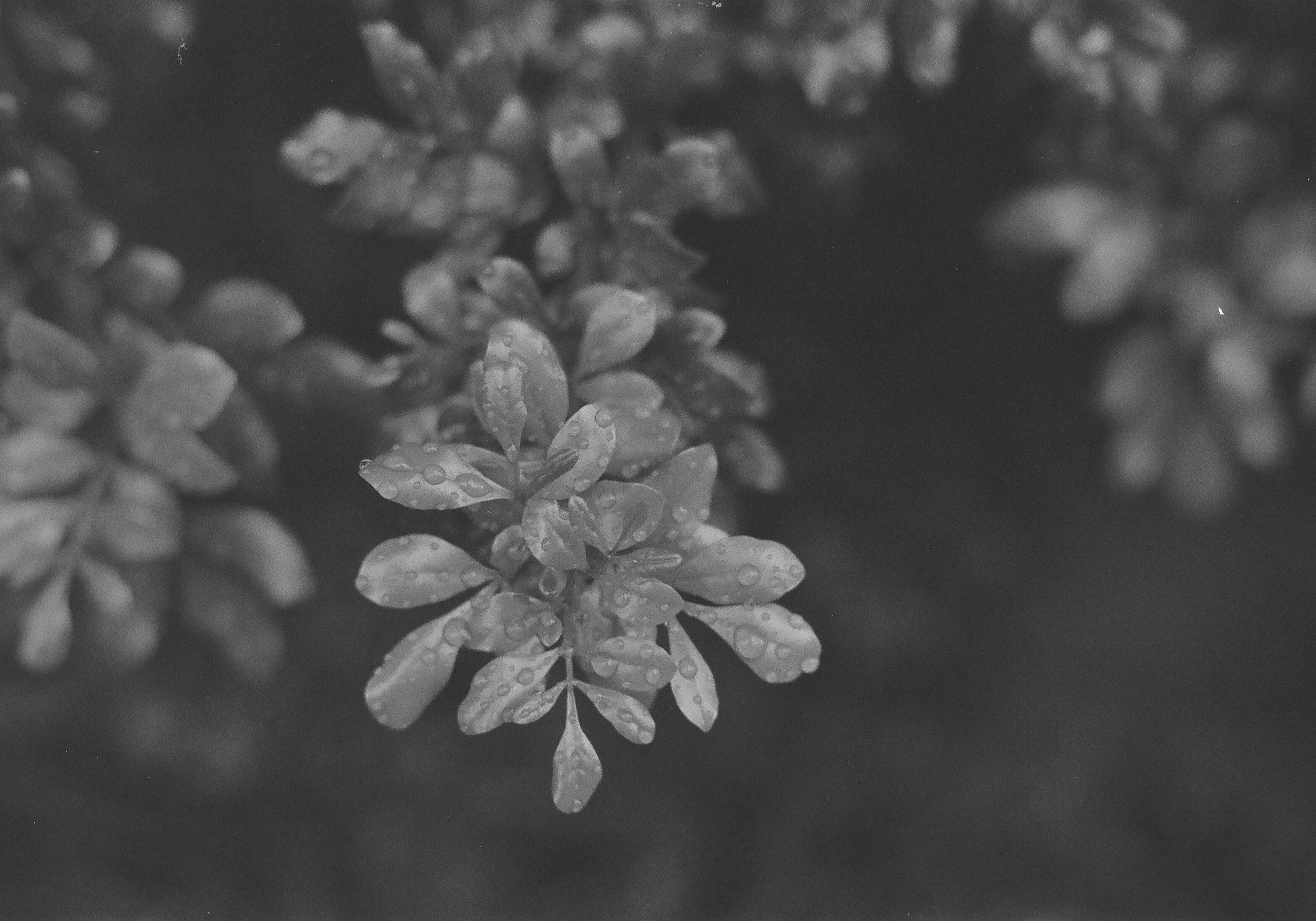 Wet Tree Leaves · Free Stock Photo