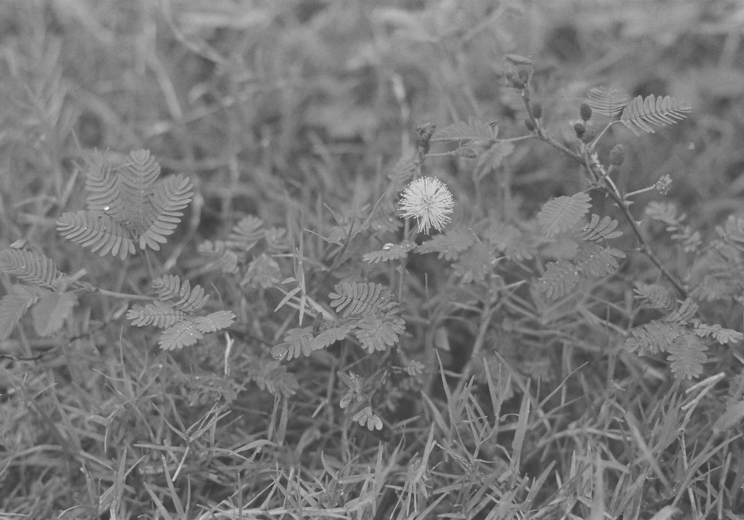 Shameplant Flower Growing in Grass · Free Stock Photo