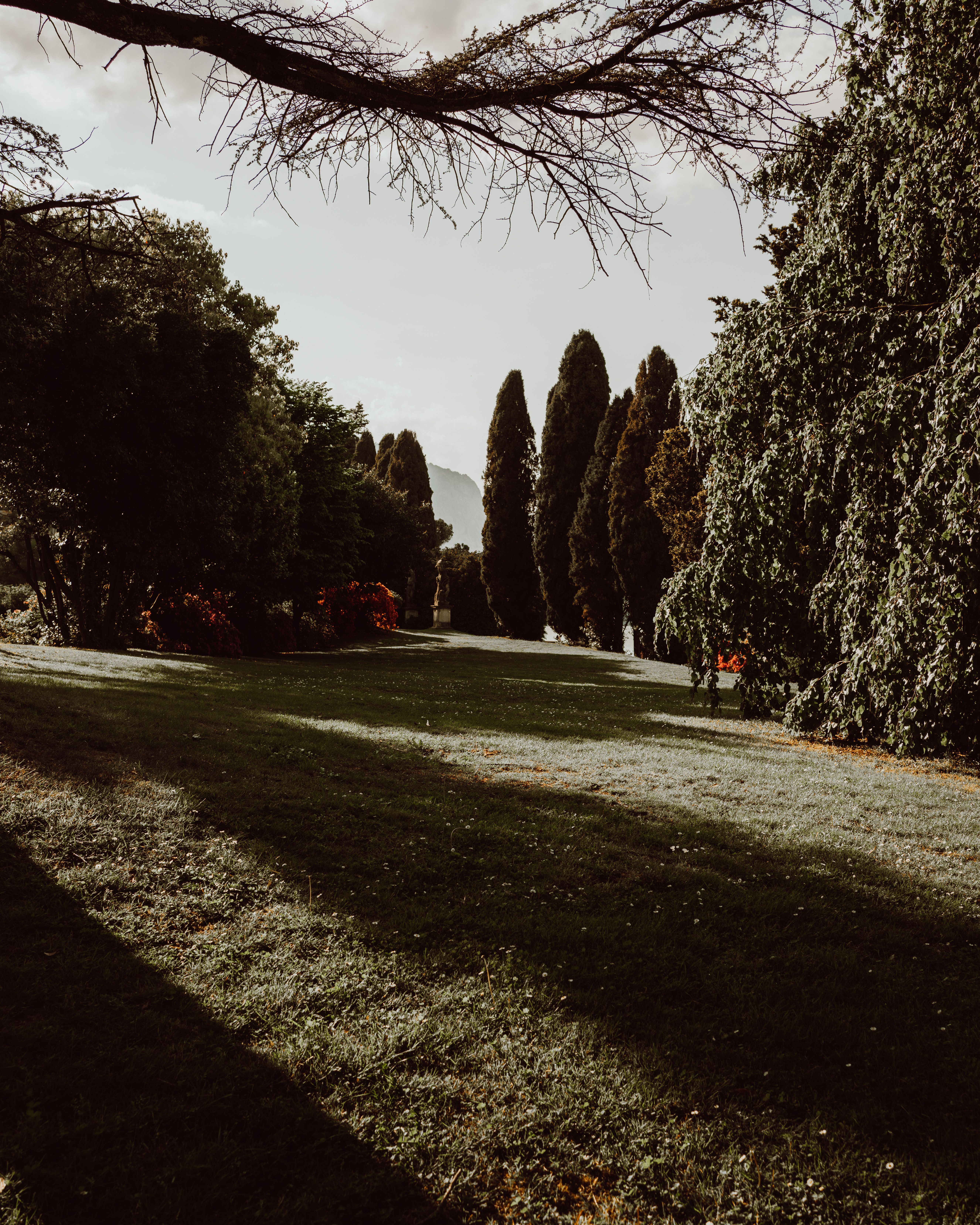 Trees and Lawn in Park · Free Stock Photo