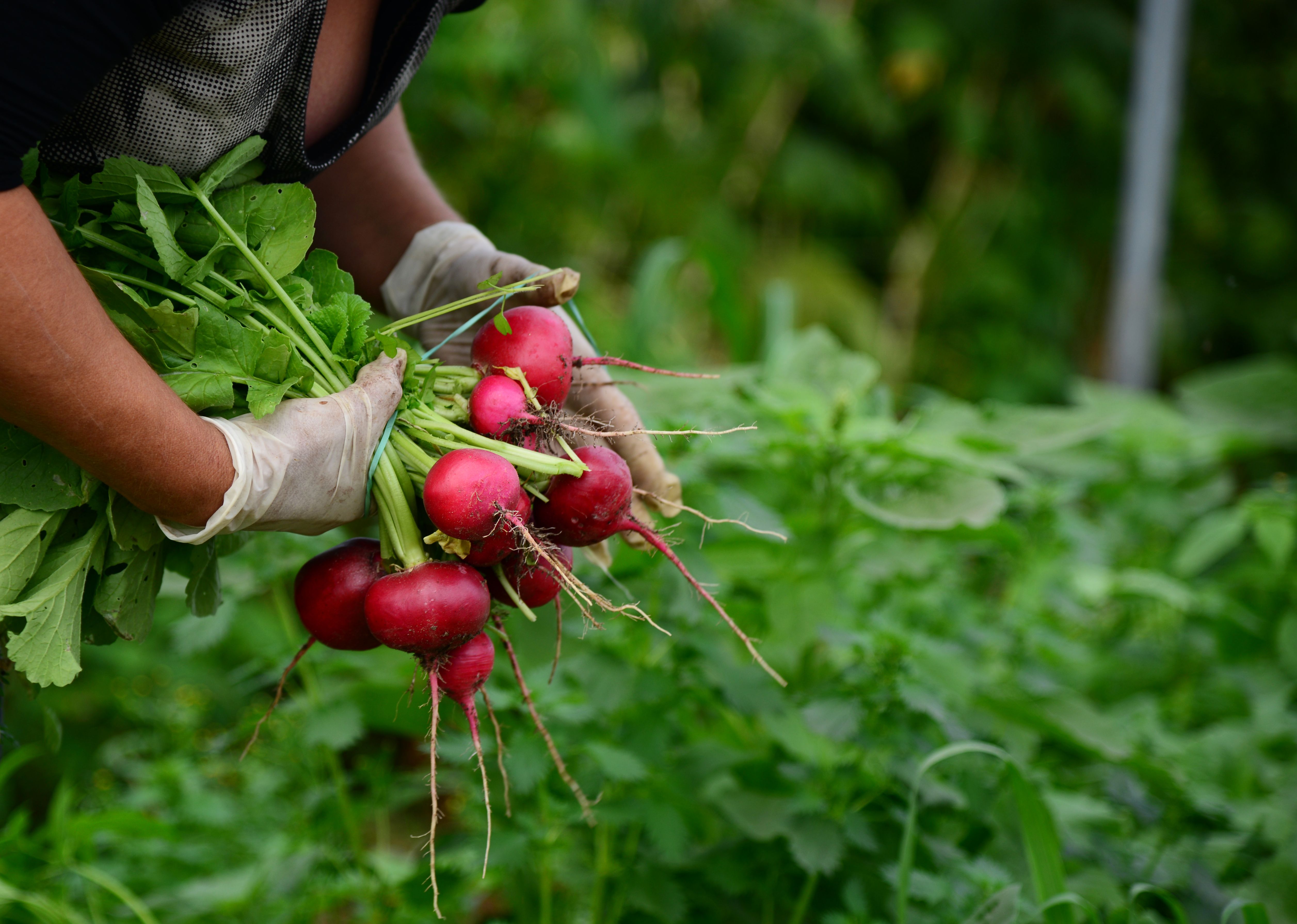 Close-up of Woman Holding a Bunch of Freshly Picked Radish · Free Stock ...