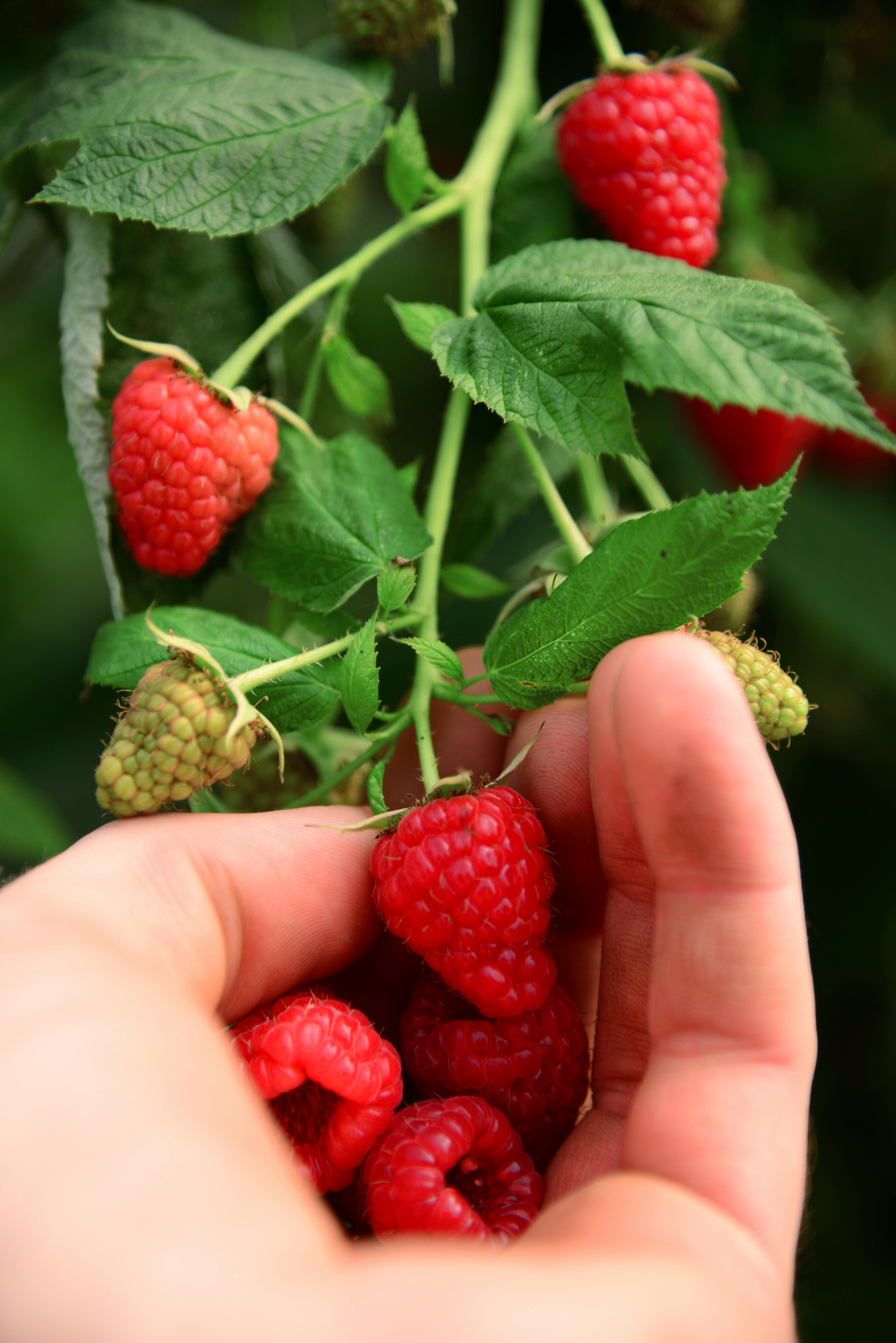 Hand Holding Raspberries · Free Stock Photo