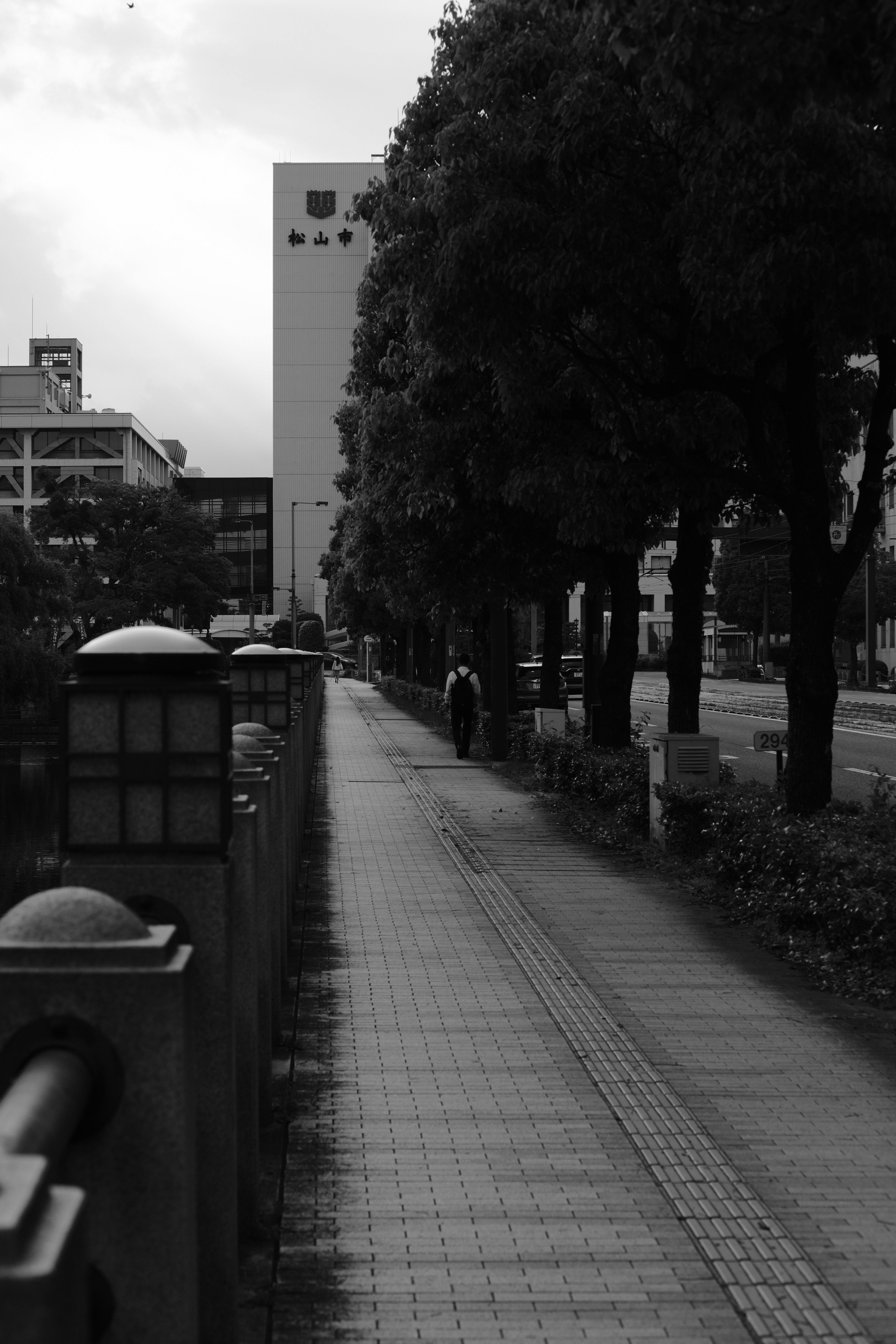 Large Trees Growing between a Street and a Sidewalk in City · Free ...