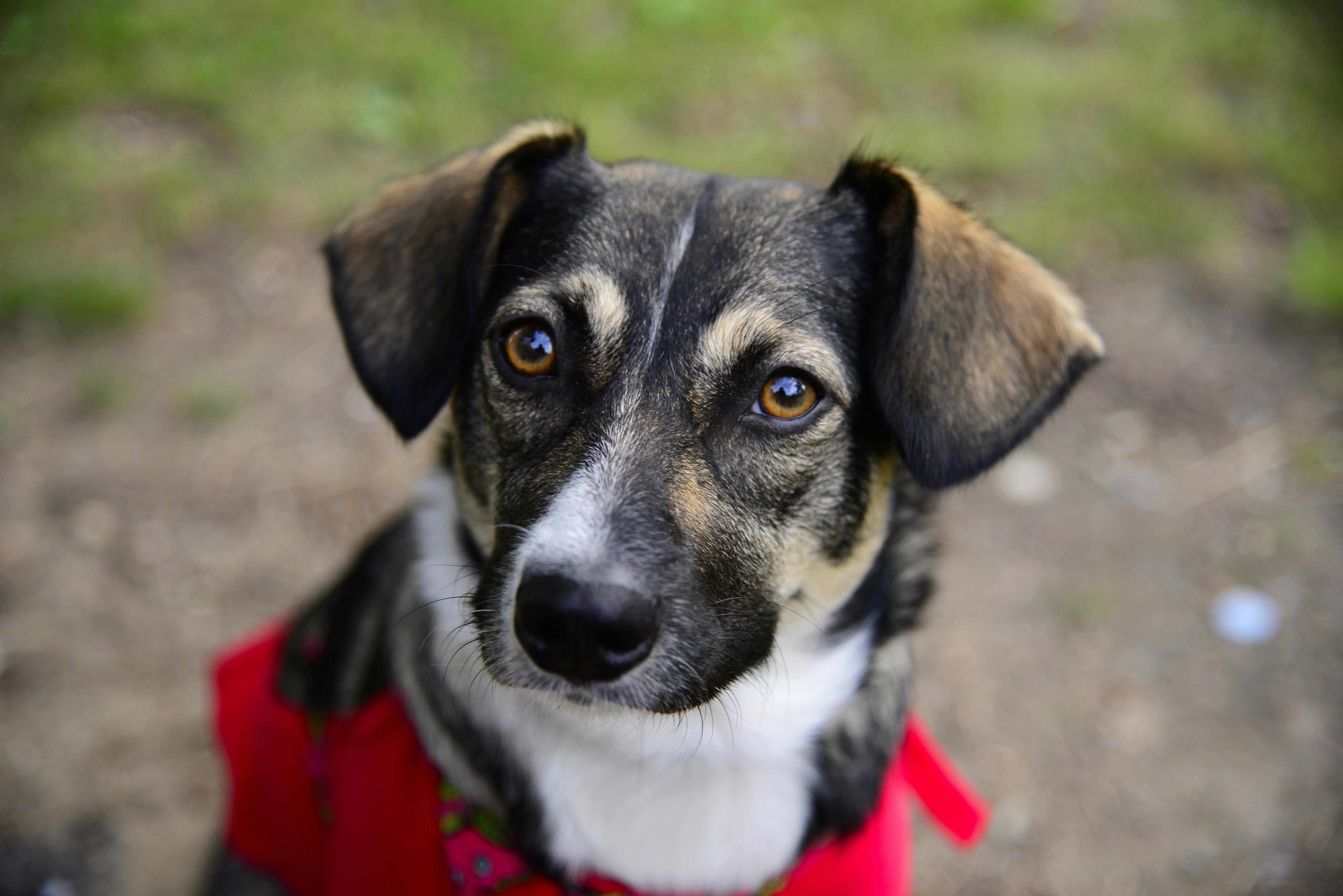 Dog Slideshow Wallpaper Photos, Download The BEST Free Dog Slideshow ...