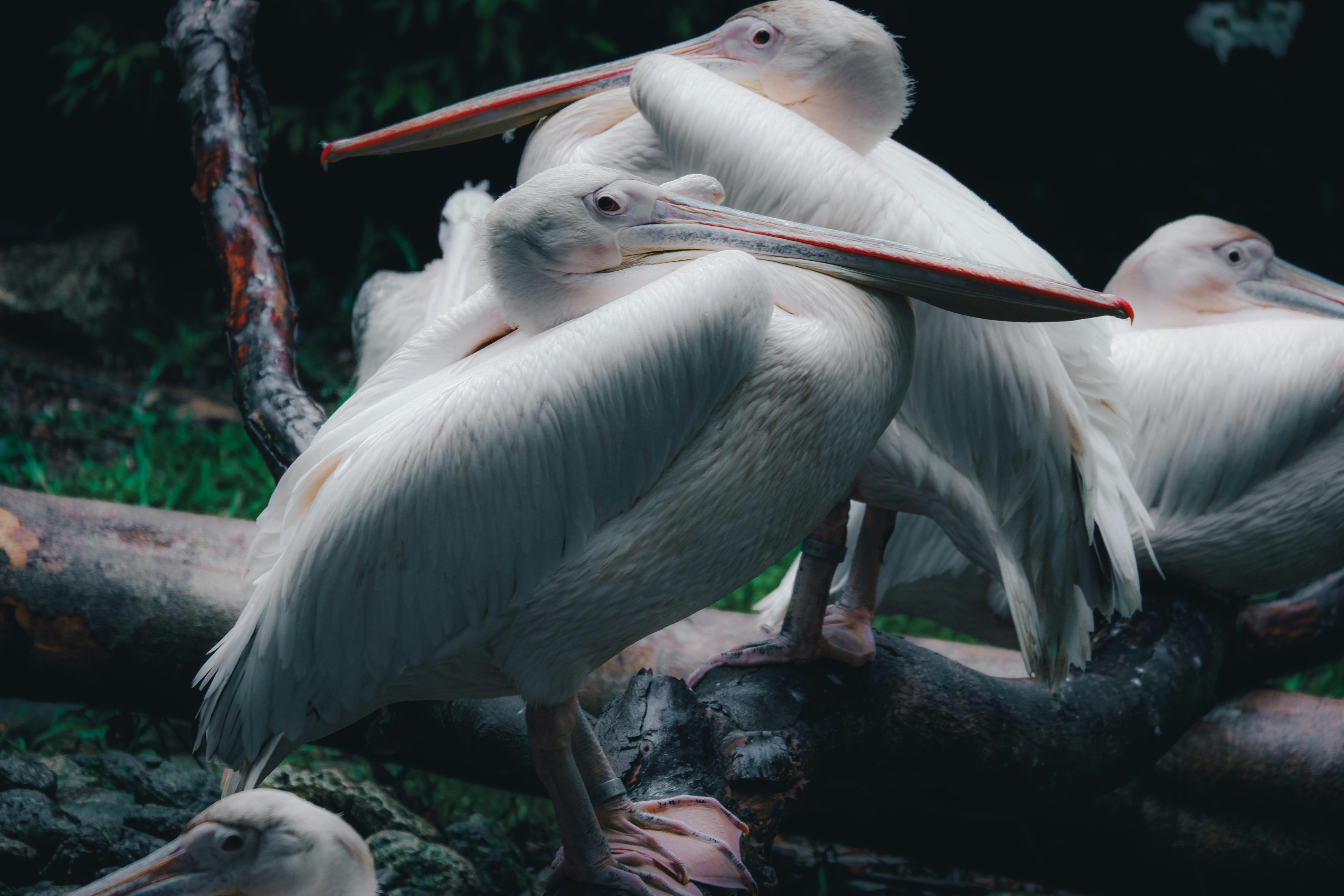 Anrgry Birds Photos, Download The BEST Free Anrgry Birds Stock Photos ...