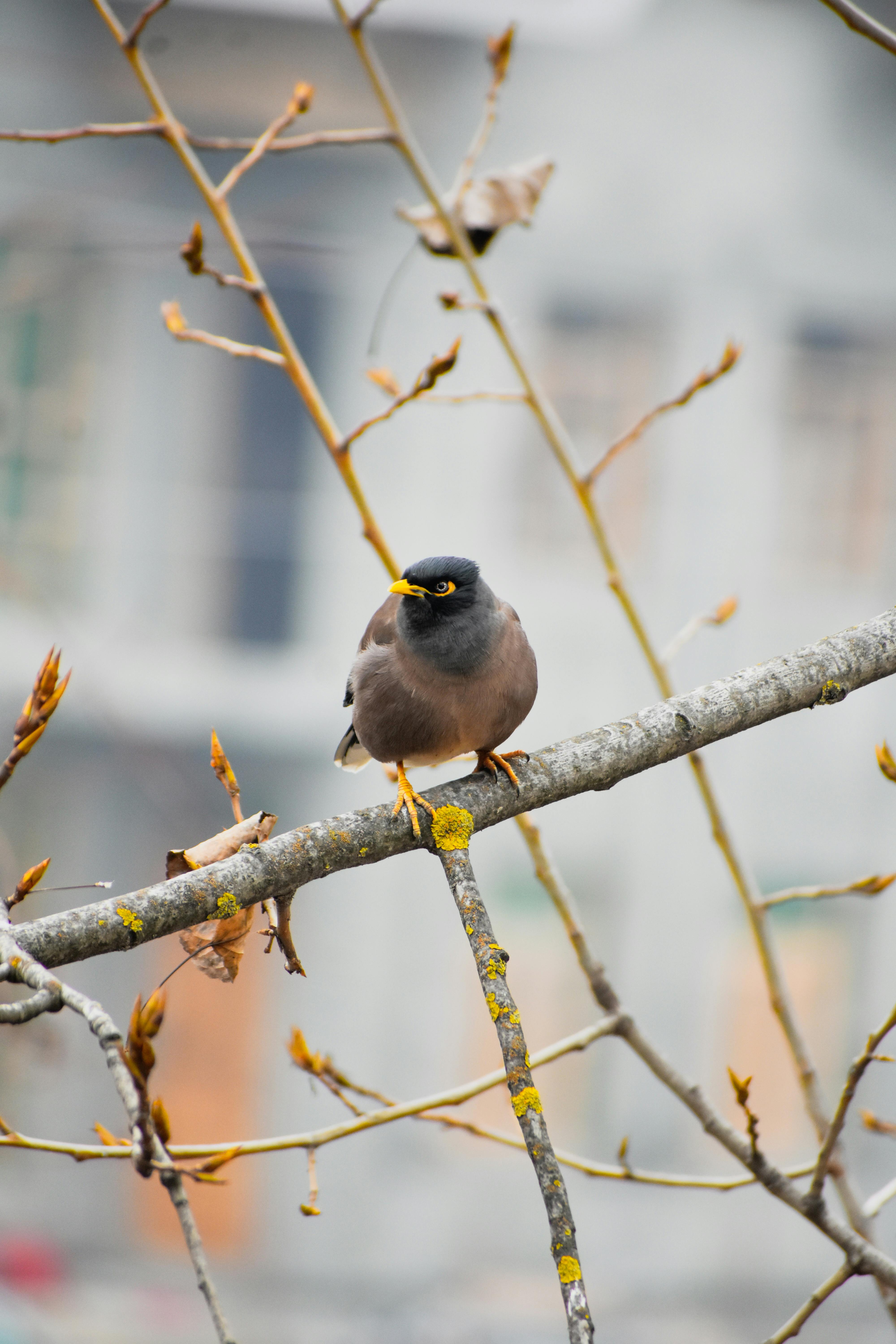 Invasive Placenta Photos, Download The BEST Free Invasive Placenta ...