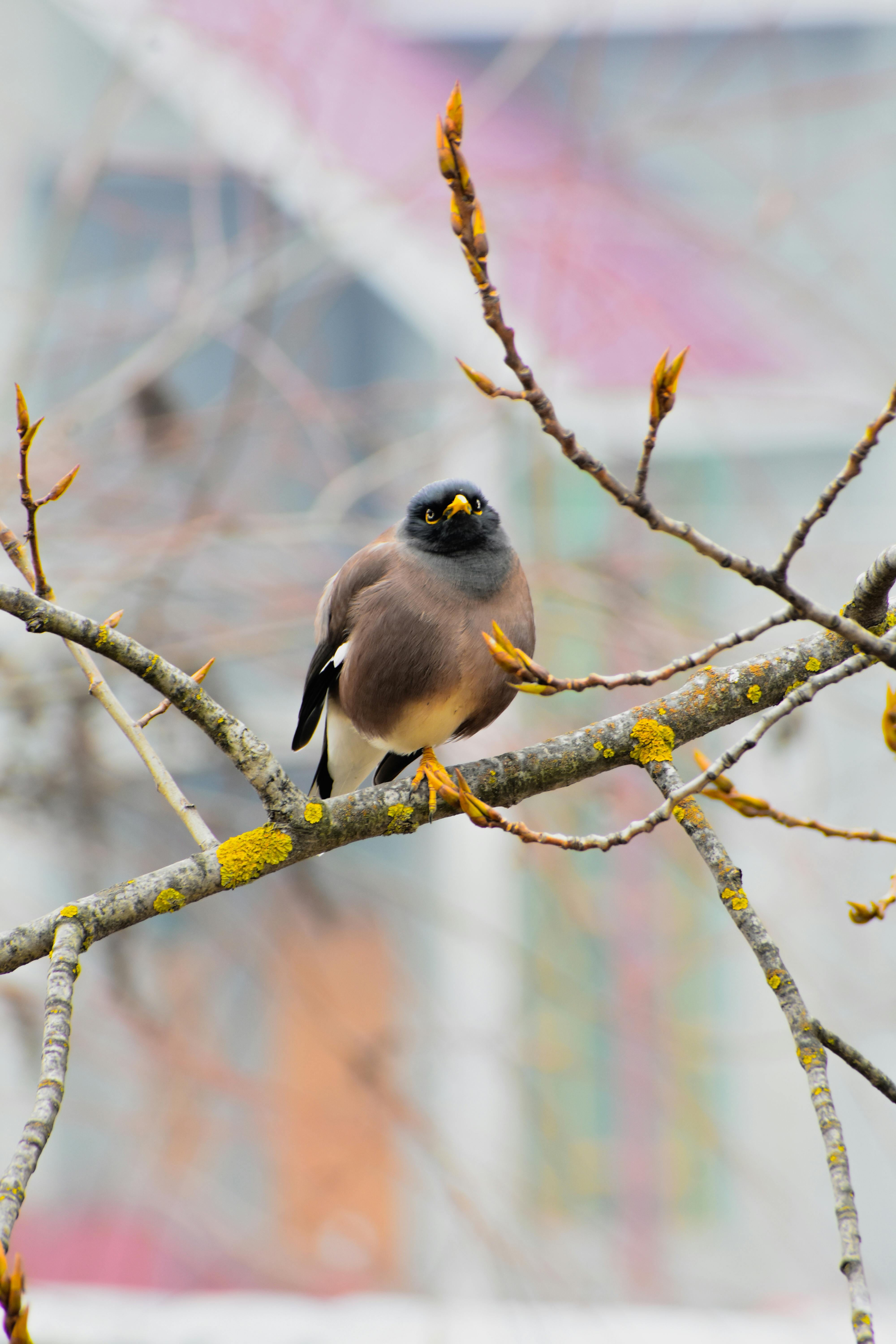 Common Myna Perching on a Branch in the City · Free Stock Photo