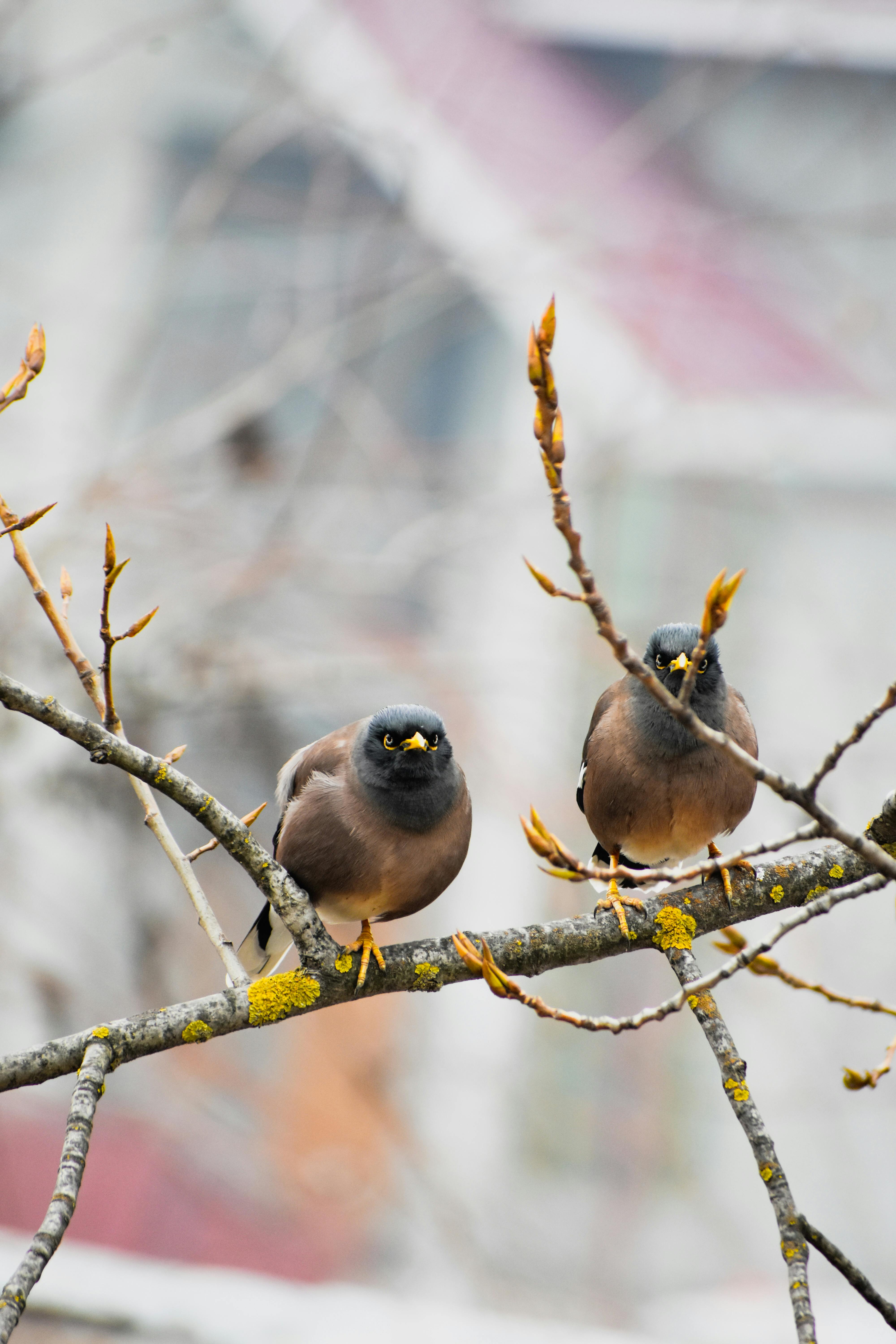 Two Myna Birds Sitting on a Tree Branch · Free Stock Photo