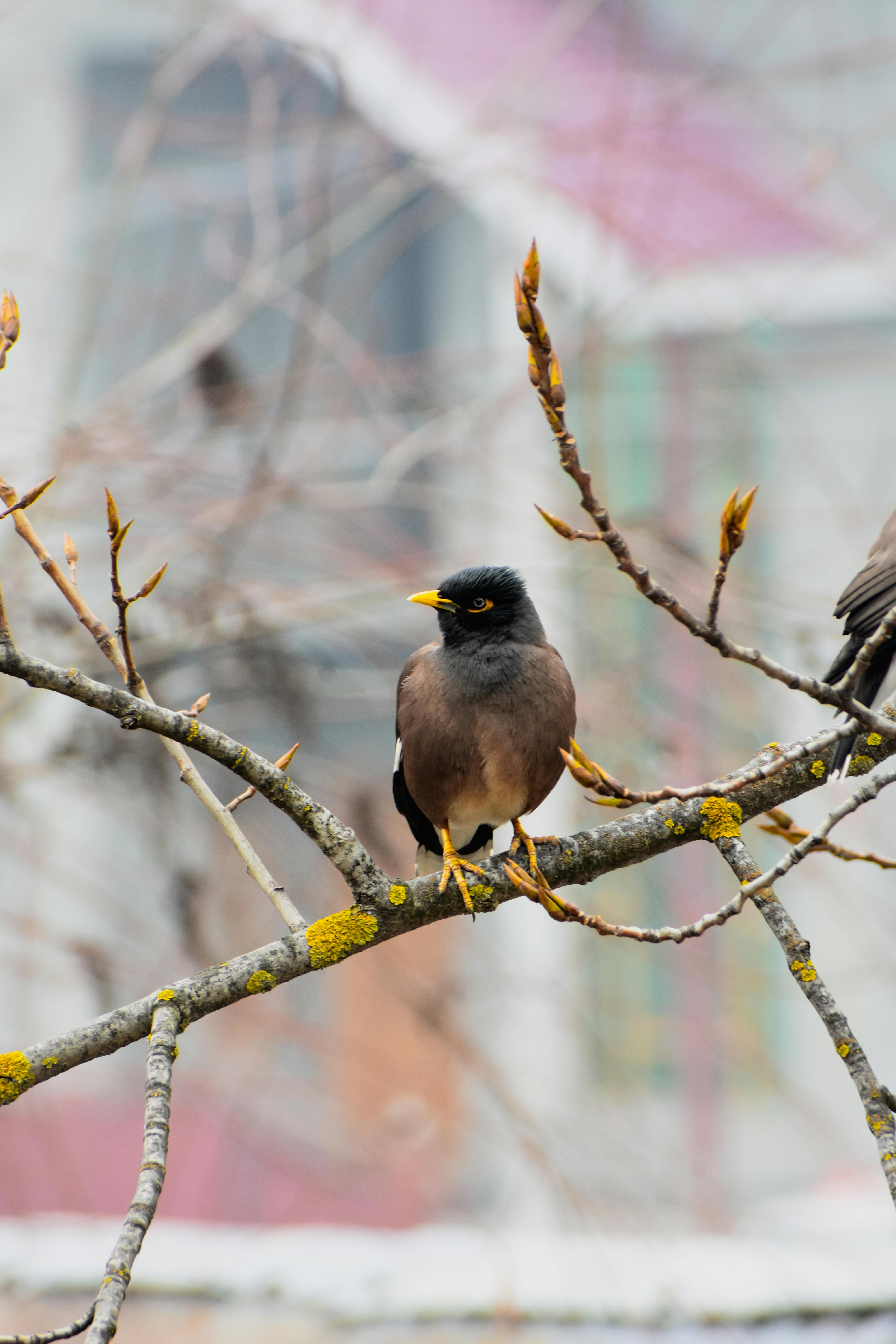 Mynas Typique Photos, Download The BEST Free Mynas Typique Stock Photos ...