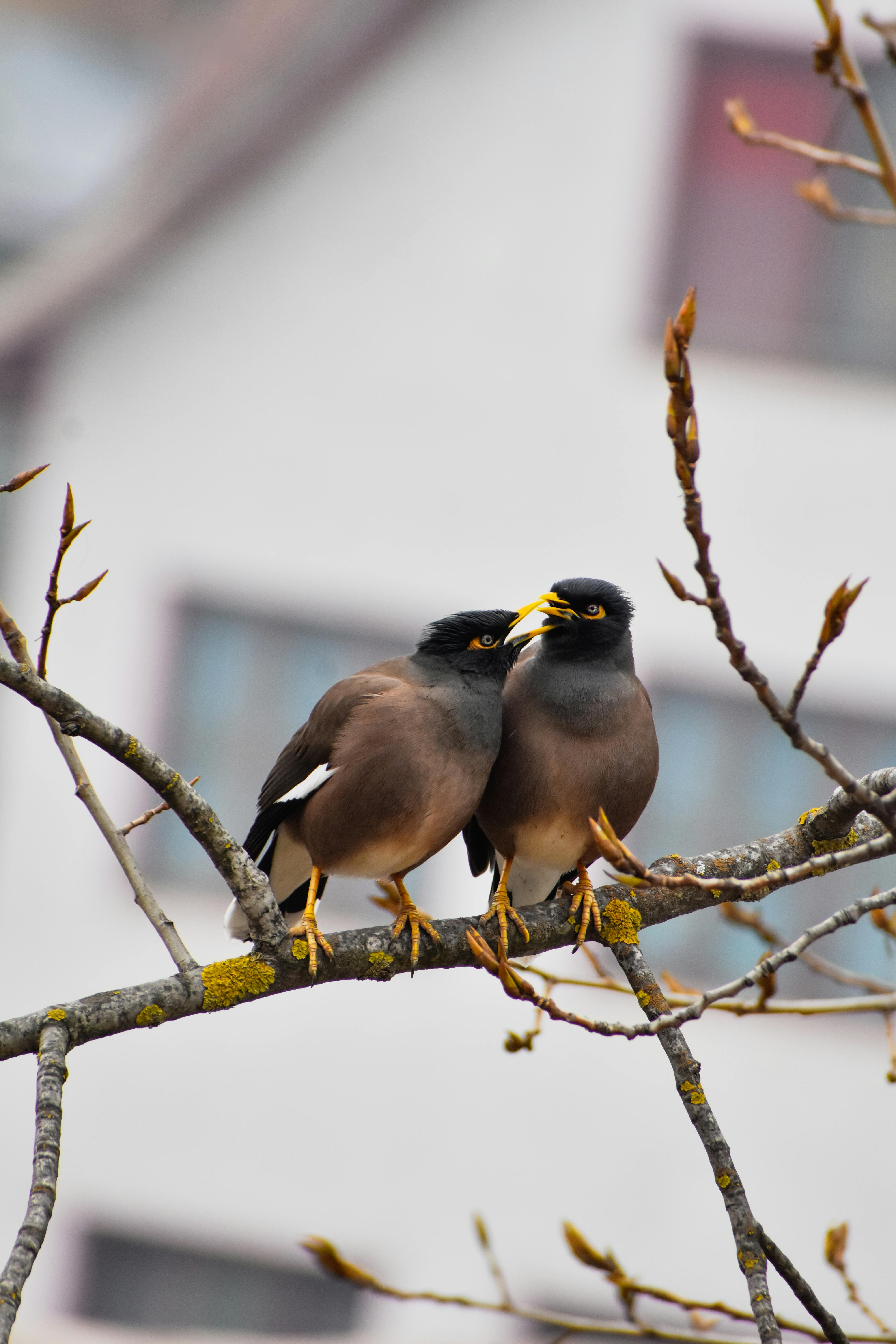 Mynas on a Branch · Free Stock Photo