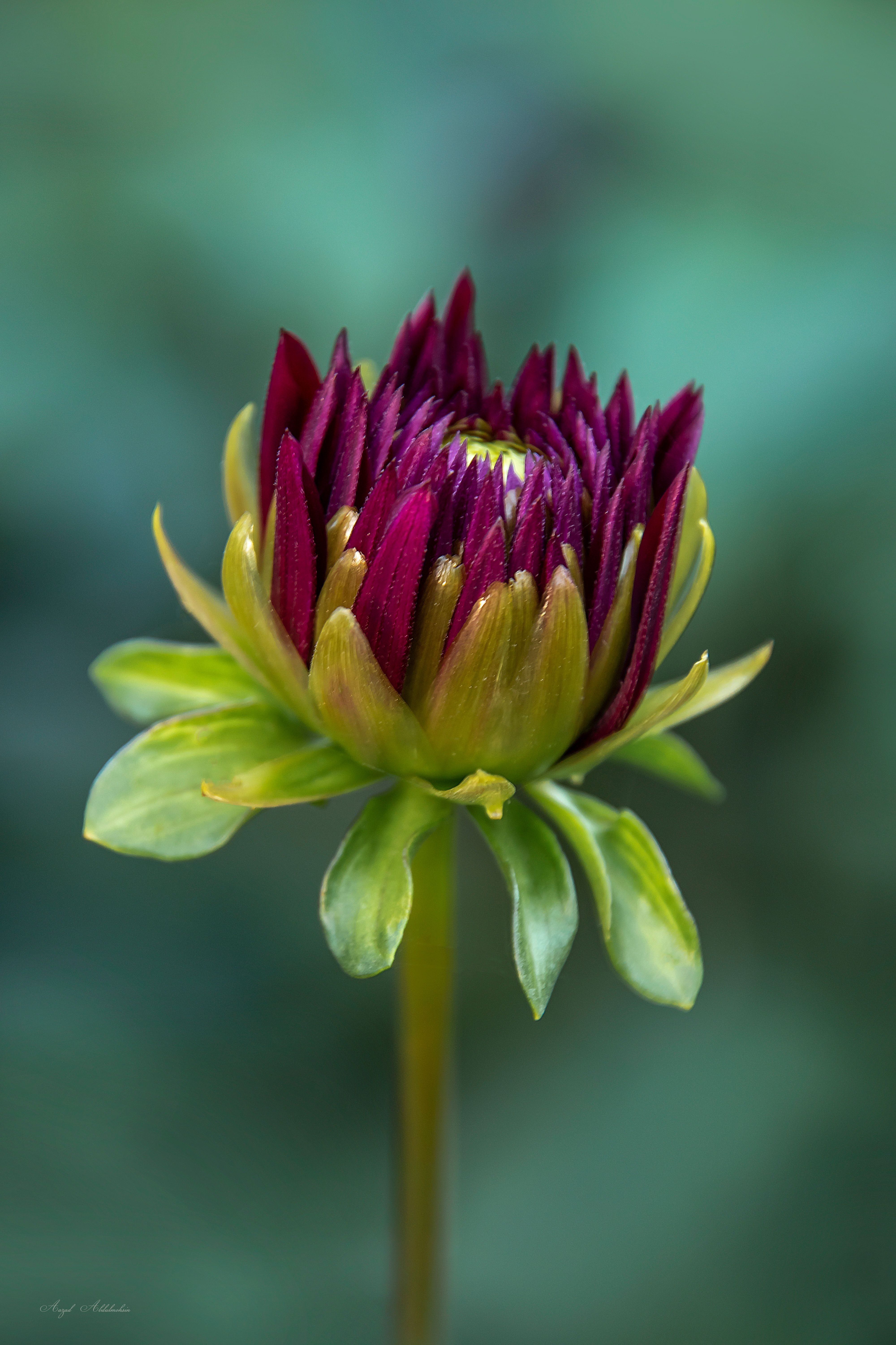 Free stock photo of beautiful flowers, flower garden, germany - Stock ...