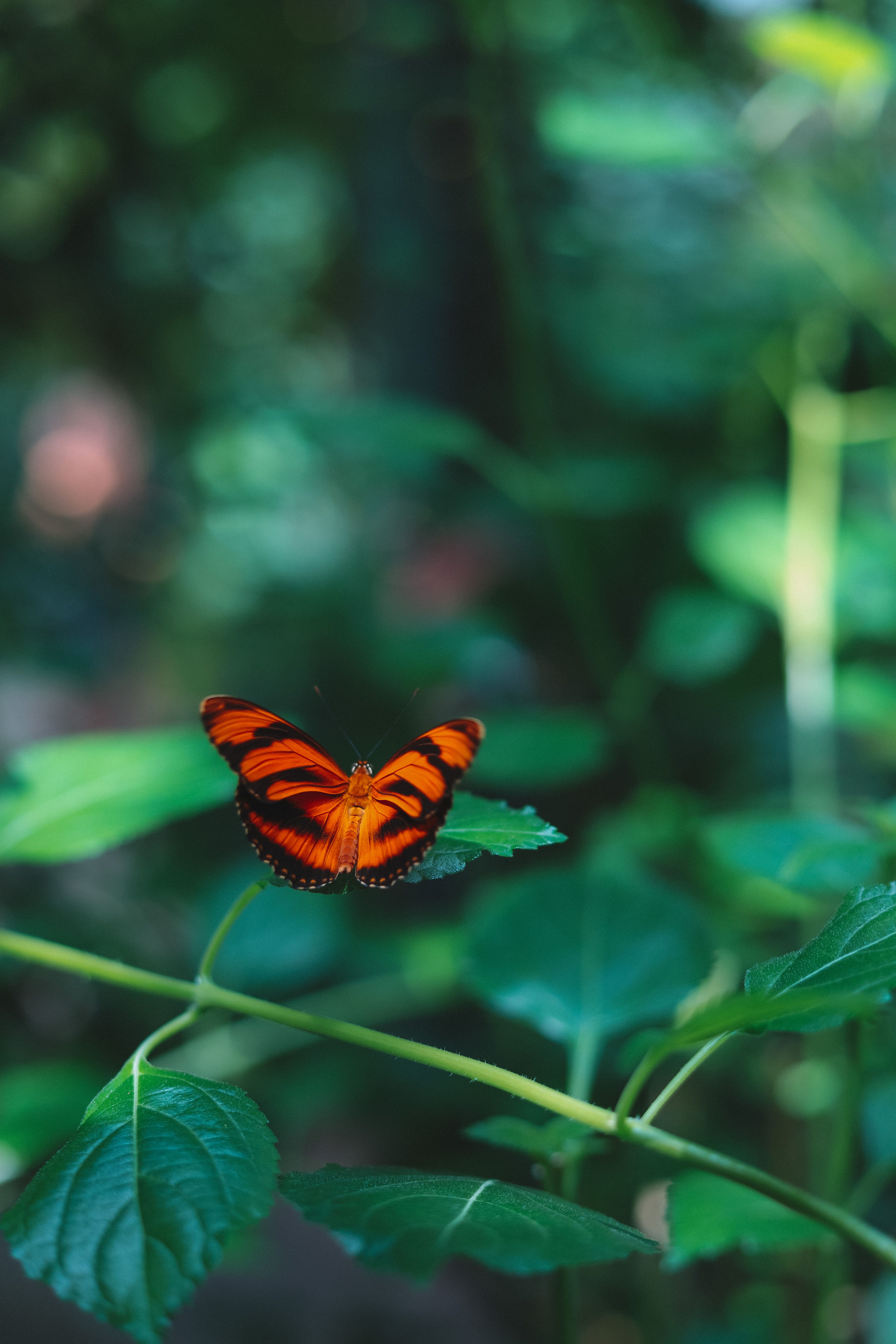 Butterfly In Forest Photos, Download The BEST Free Butterfly In Forest ...
