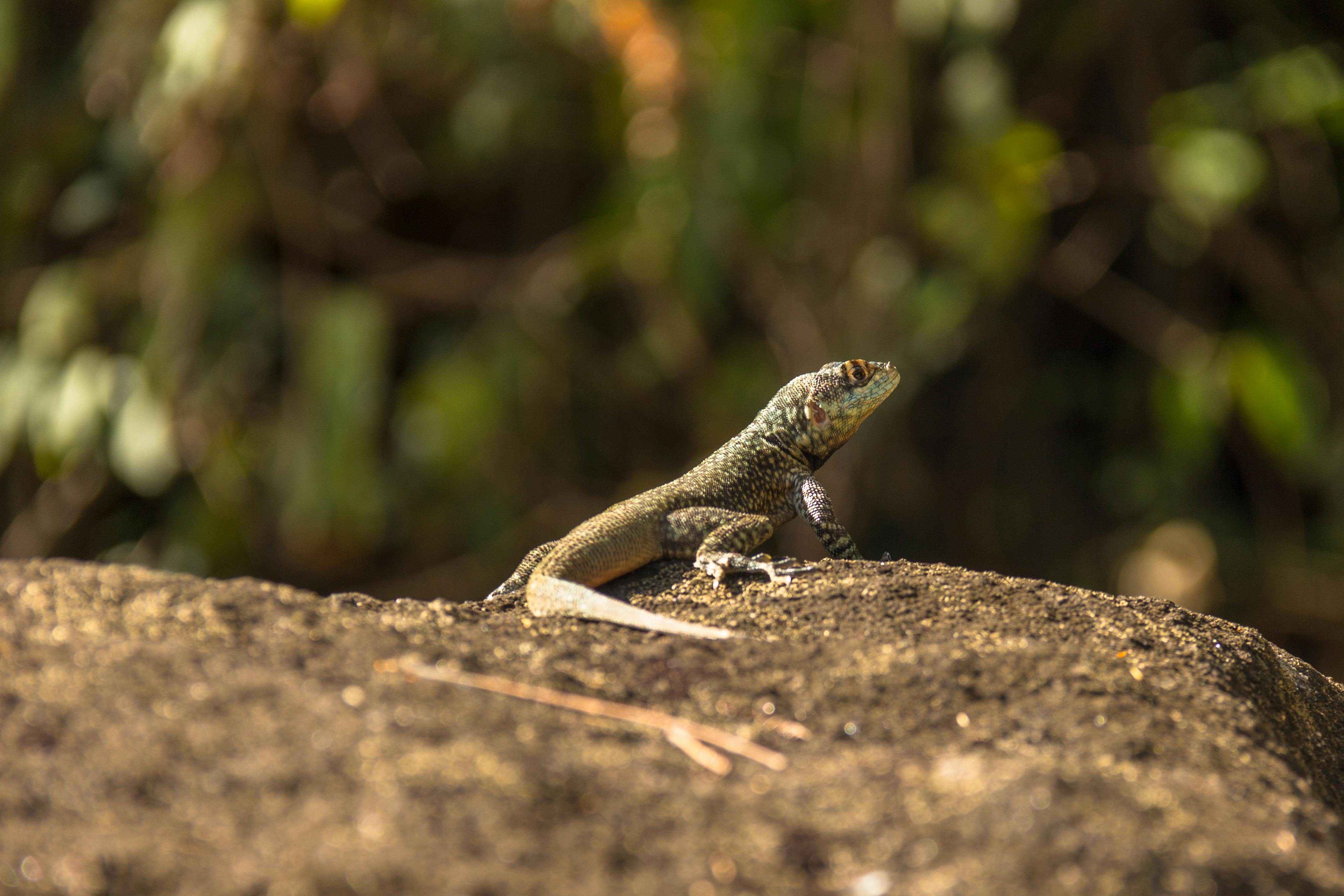 Shallow Focus Photography Of Multi-Colored Lizard · Free Stock Photo