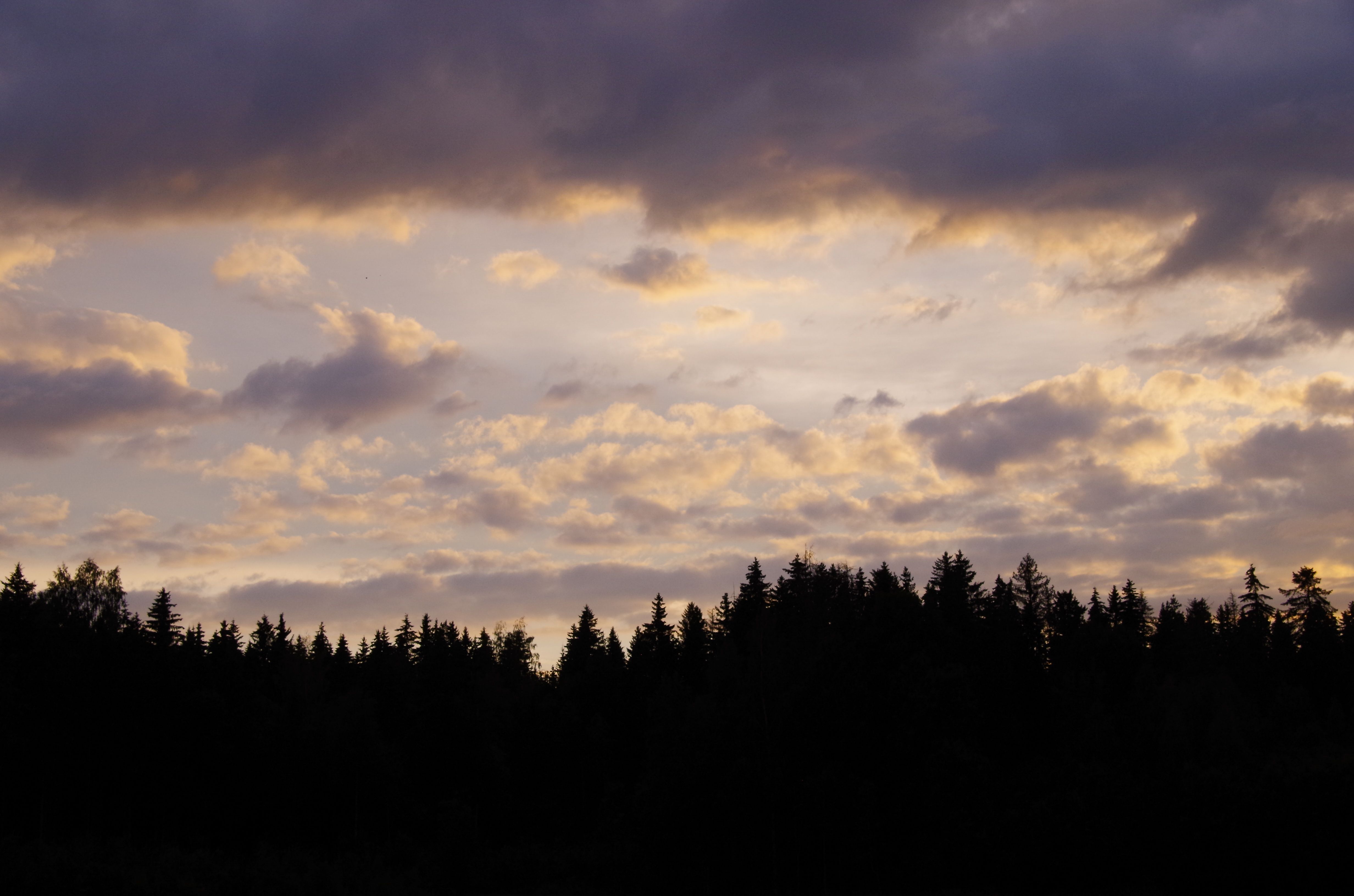 Cloudscape Above the Tree Line · Free Stock Photo