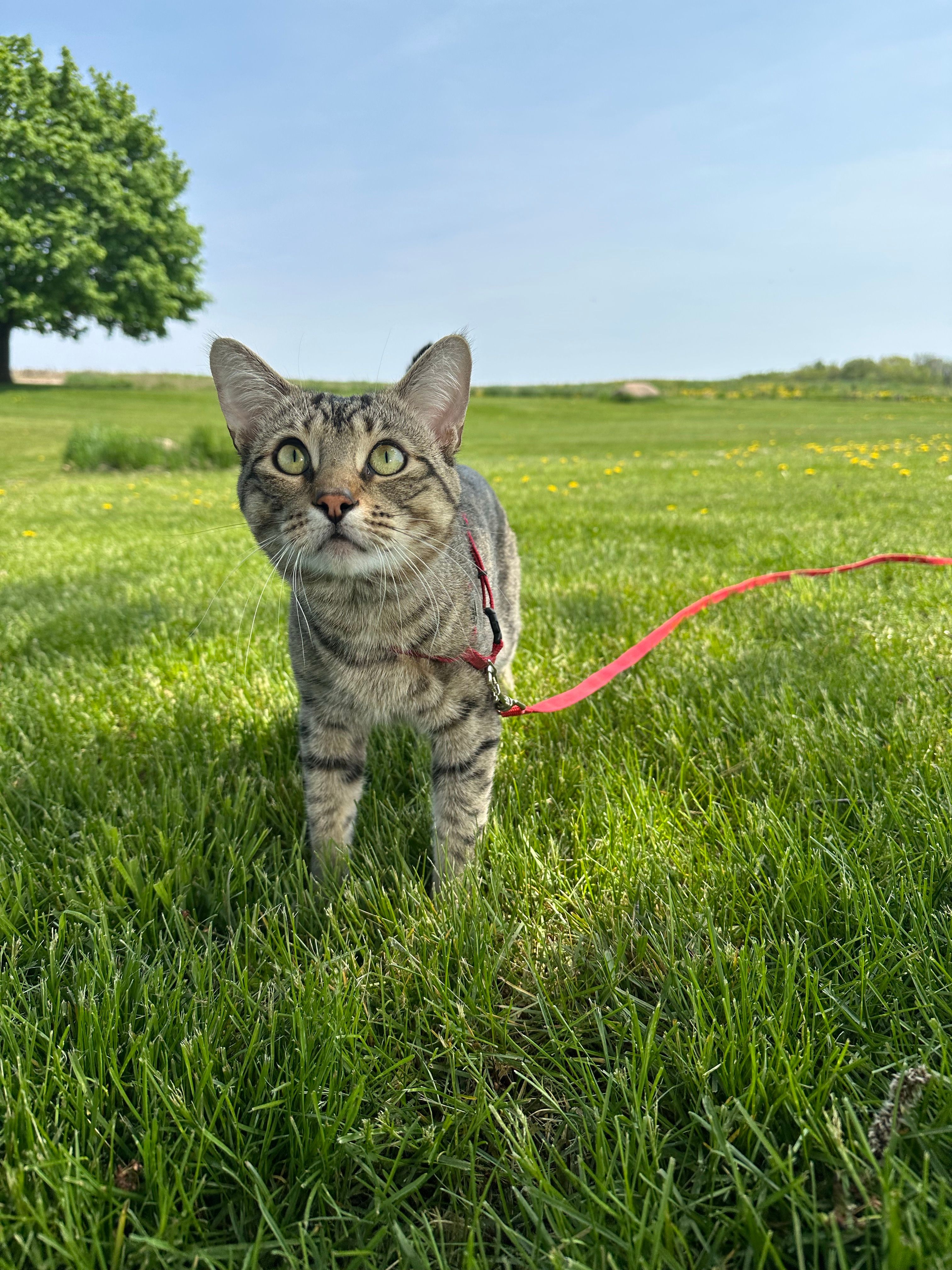 Kitten Milestones Photos, Download The BEST Free Kitten Milestones ...