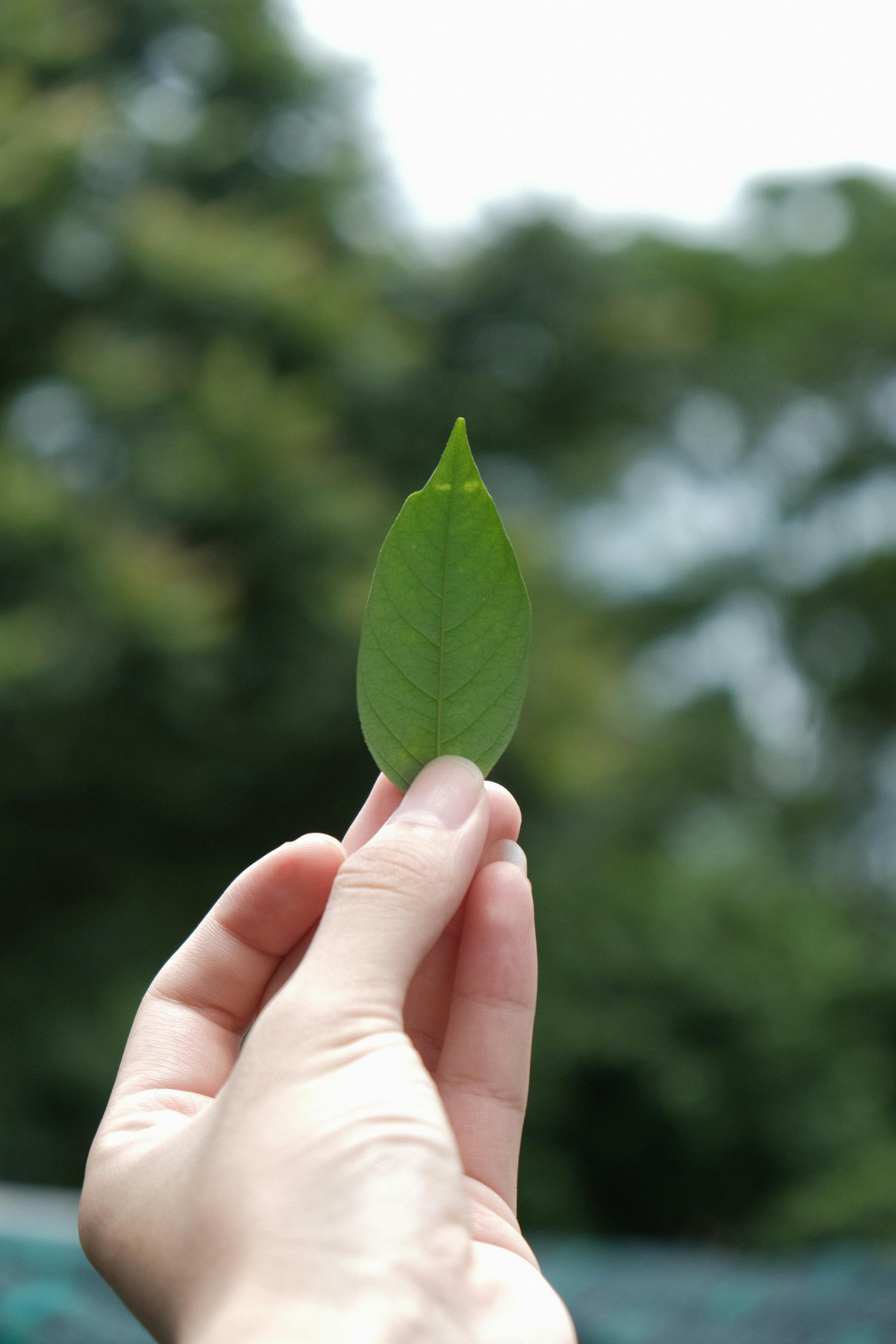 Hand Holding Leaf · Free Stock Photo