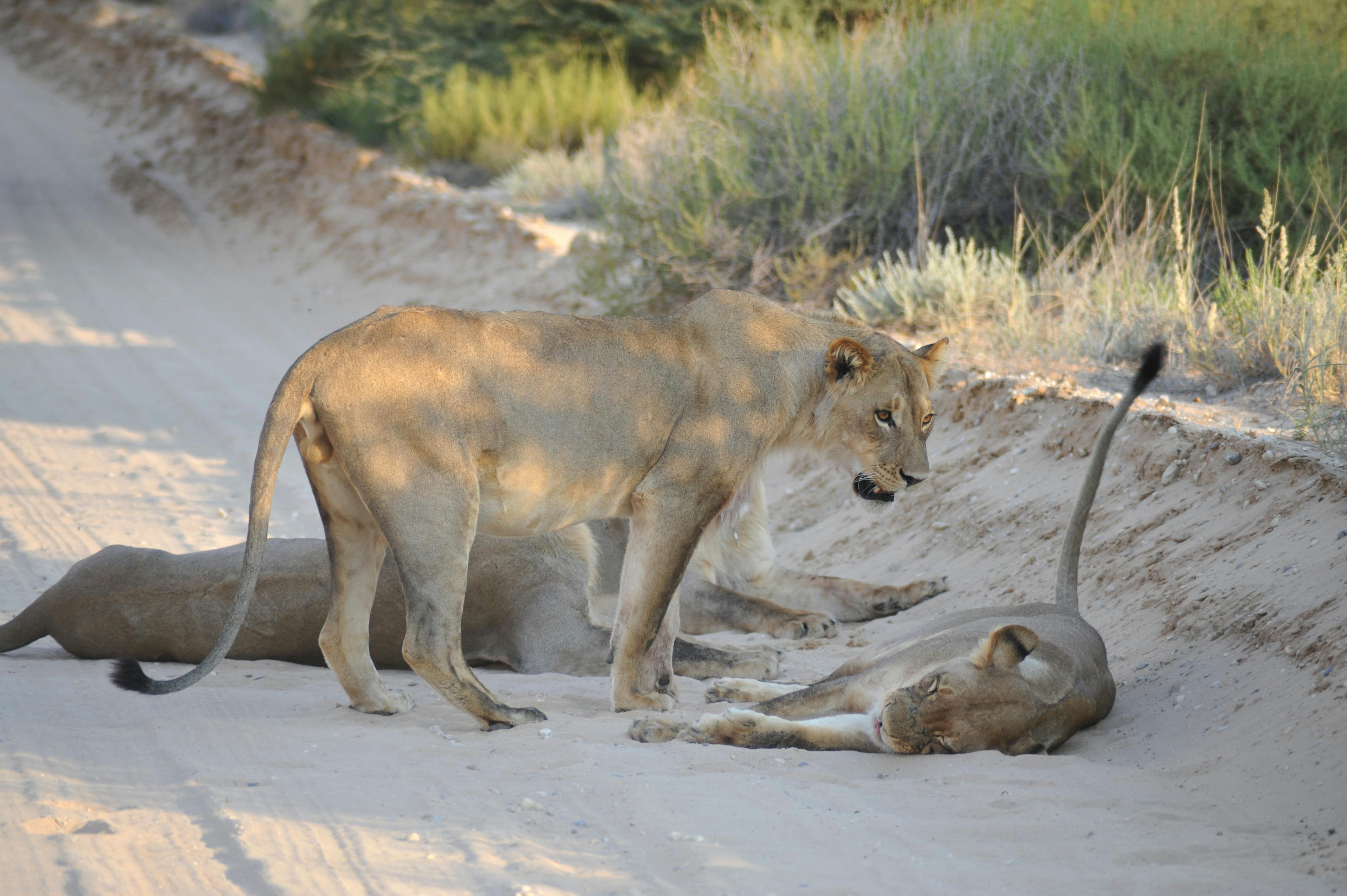 Lions on a Path on Safari · Free Stock Photo
