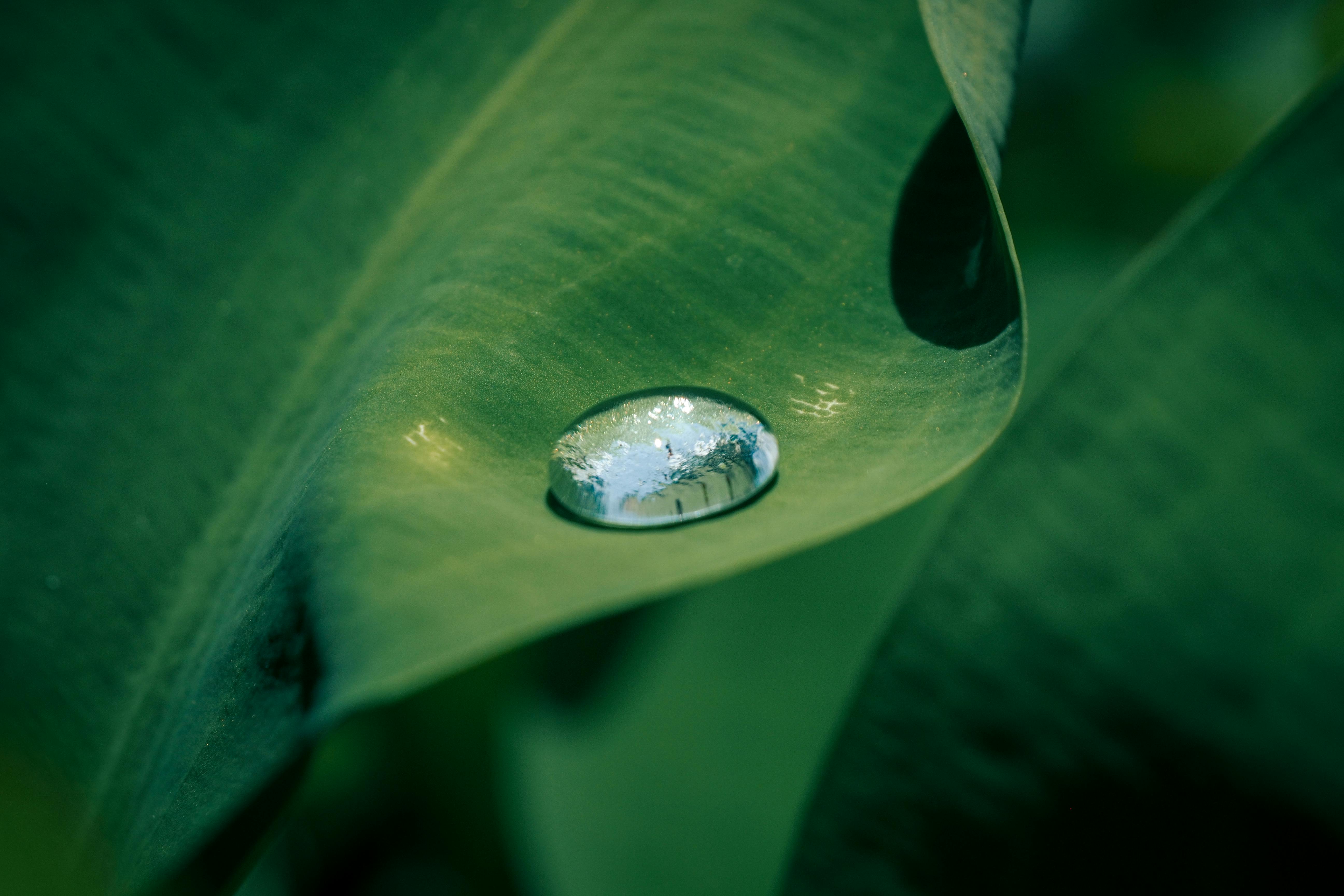 Watered Plant Photos, Download The BEST Free Watered Plant Stock Photos ...