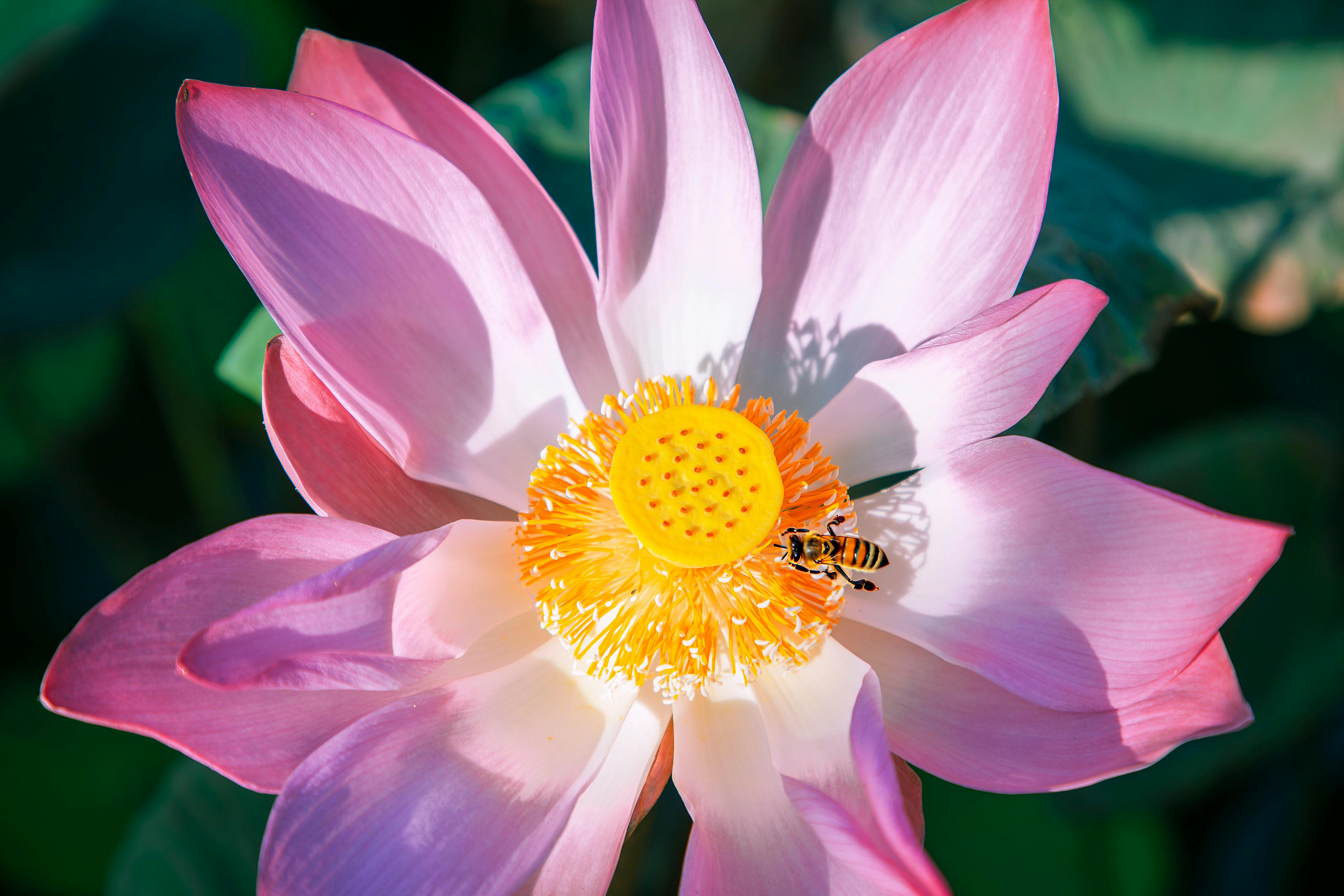 Lily Bee Photos, Download The BEST Free Lily Bee Stock Photos & HD Images