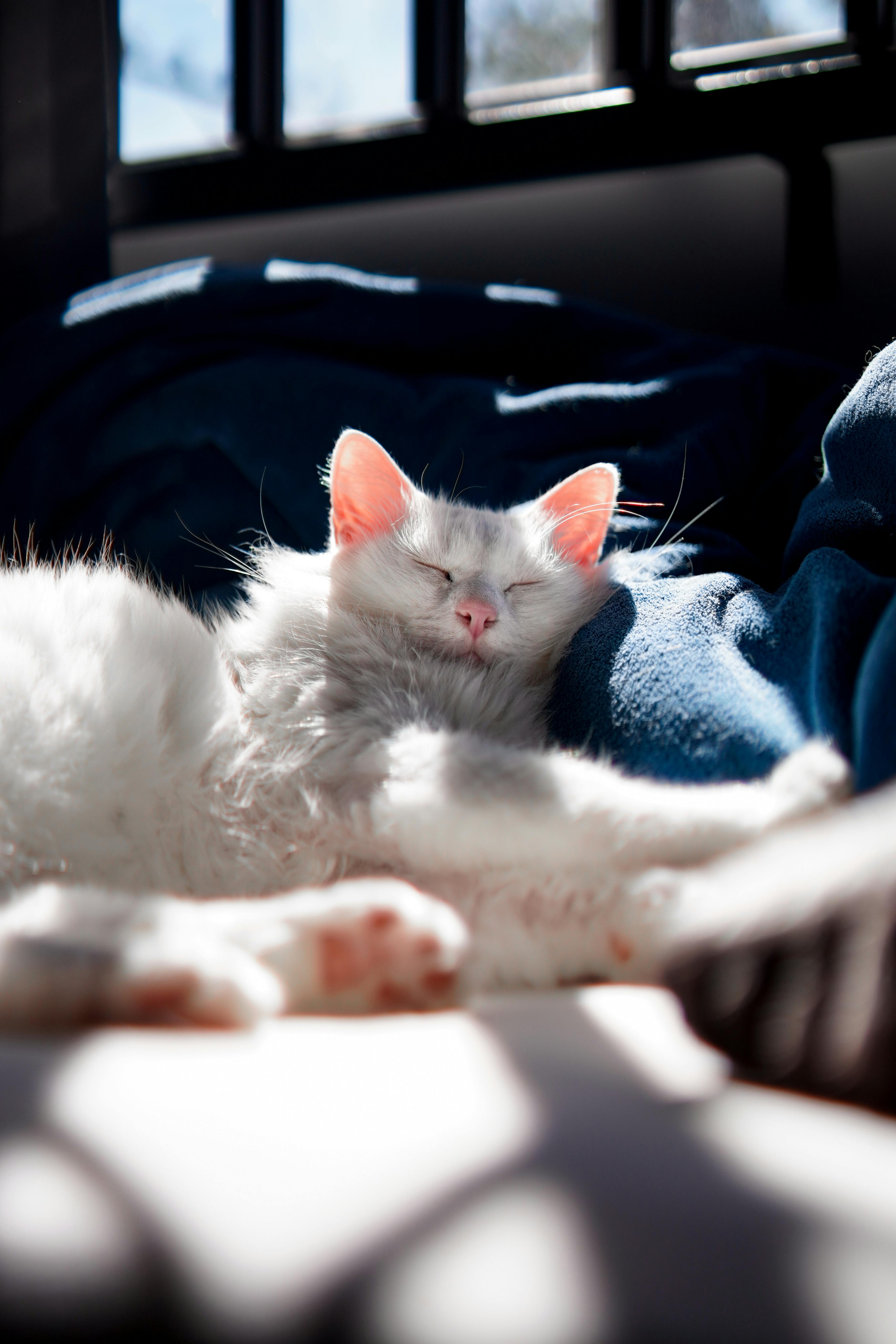 White Cat Sleeping in Sunlit · Free Stock Photo