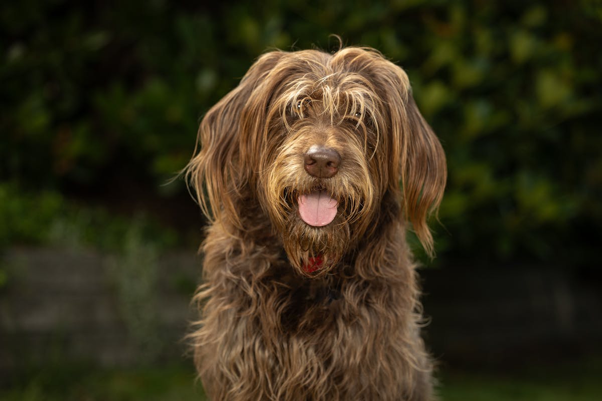 Health Issues with Labradoodles: Common Problems to Expect