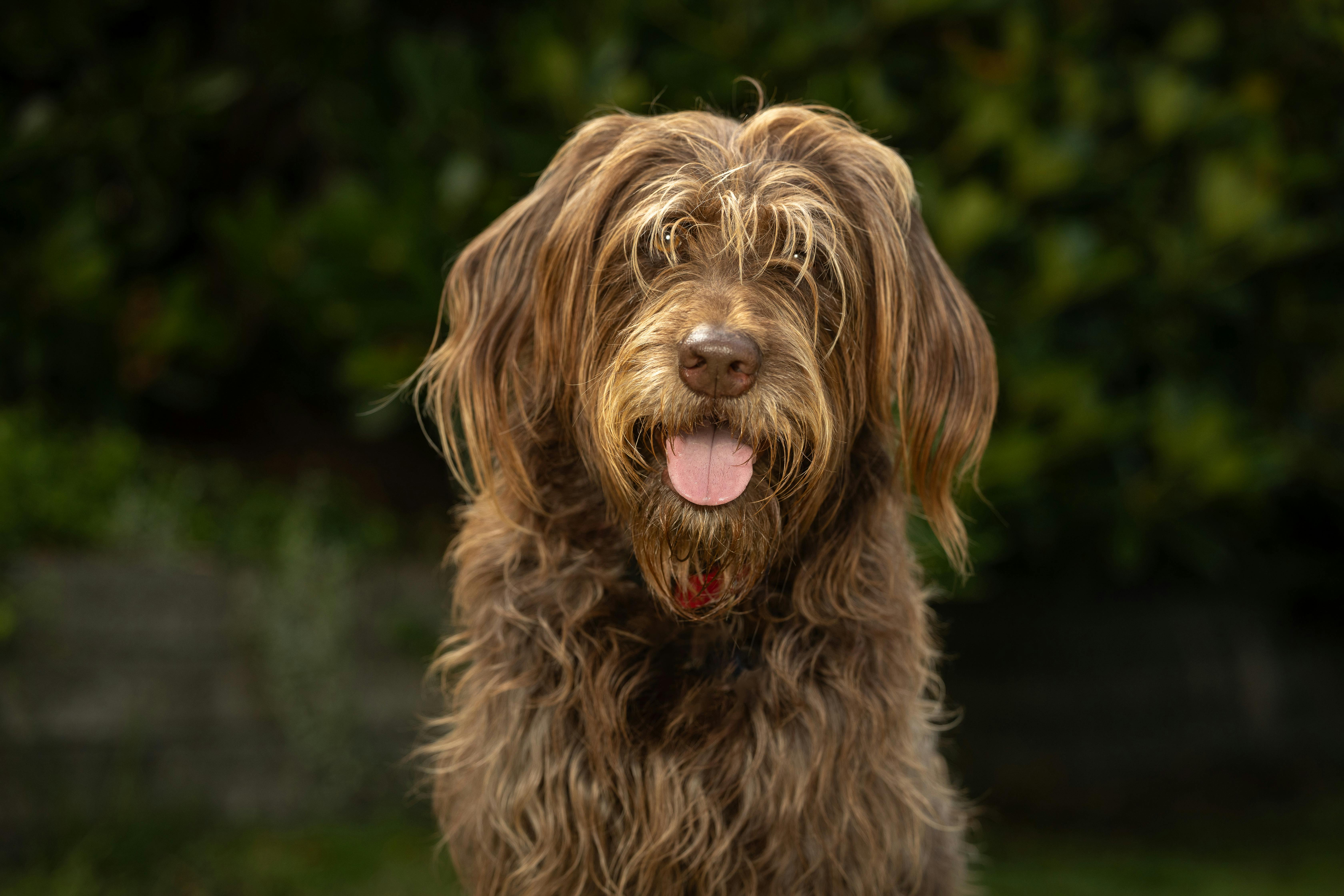 Labradoodle Photos, Download The BEST Free Labradoodle Stock Photos ...