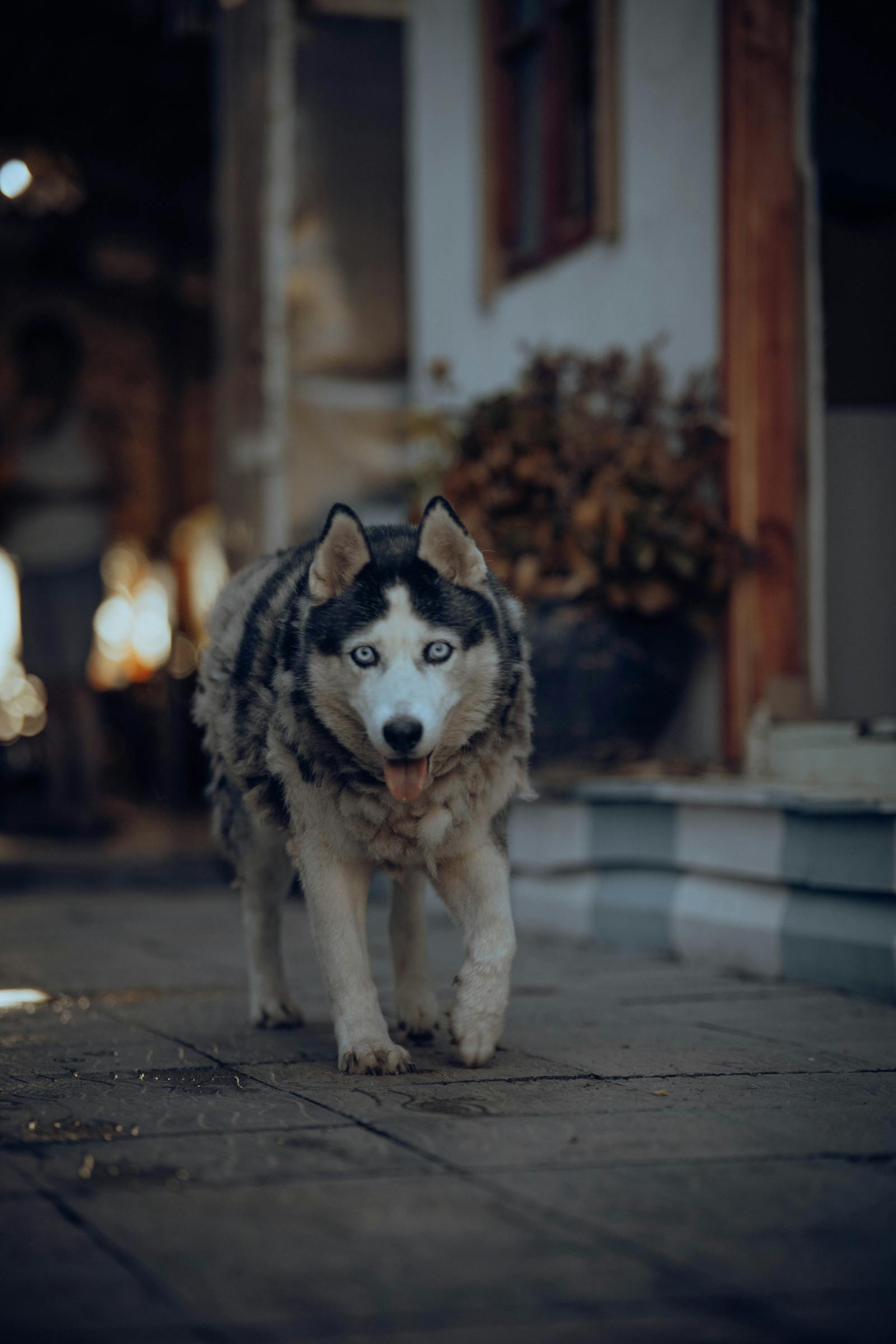 Husky Dog Walk Photos, Download The BEST Free Husky Dog Walk Stock ...
