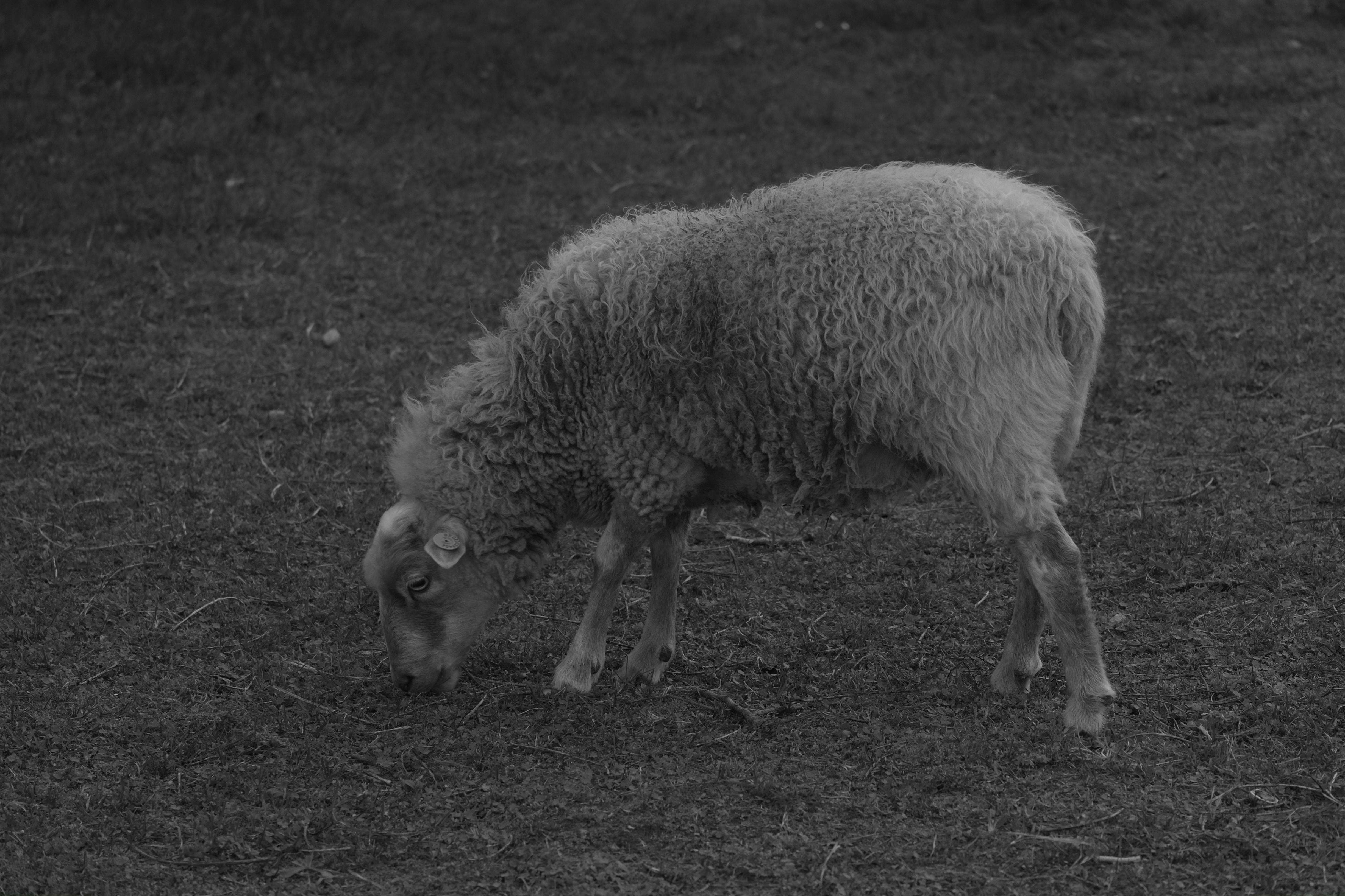 Sleepy Sheep Photos, Download The BEST Free Sleepy Sheep Stock Photos ...