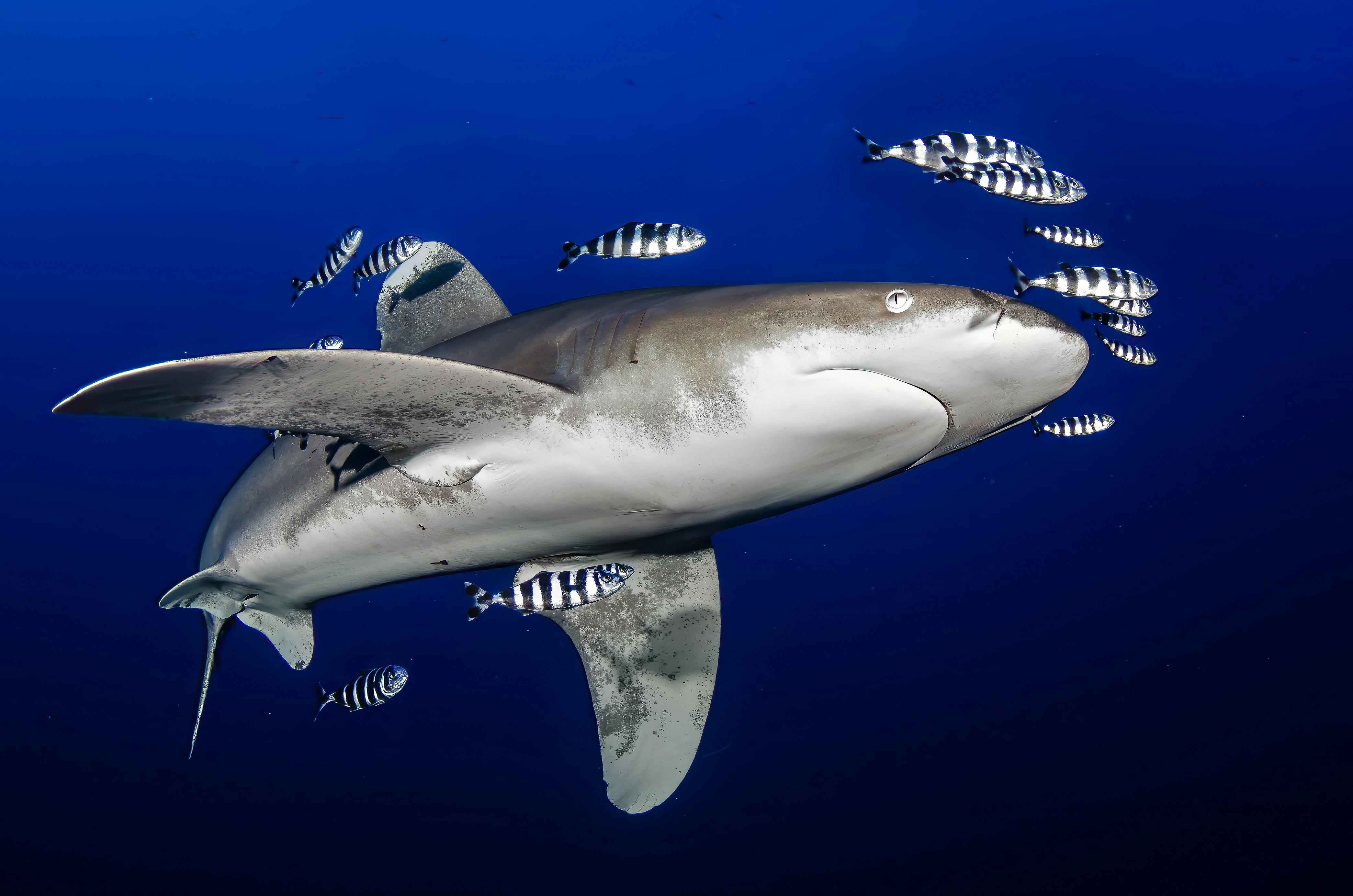 Uw Photography Photos, Download The BEST Free Uw Photography Stock ...