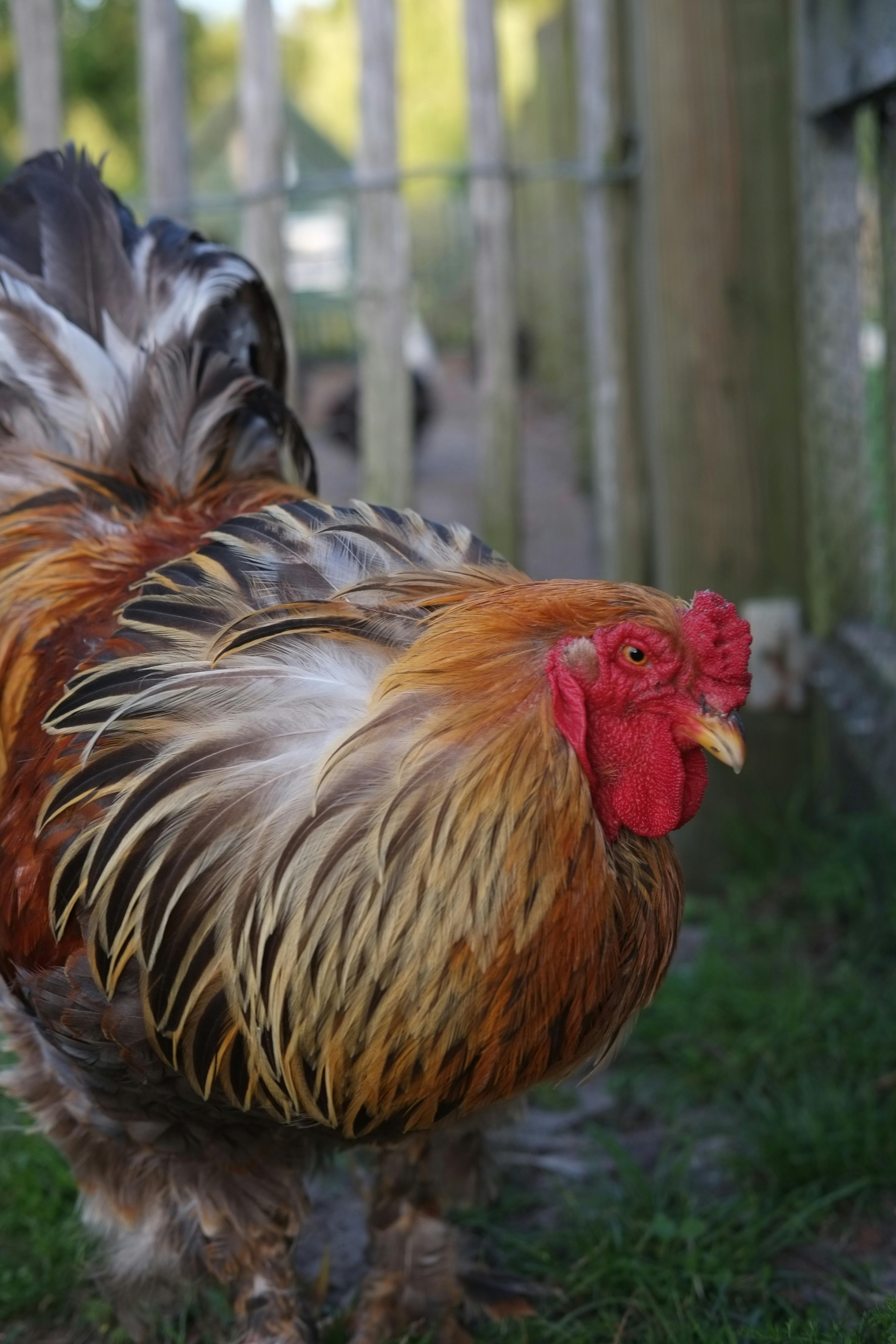 Roster Standing on Grass · Free Stock Photo