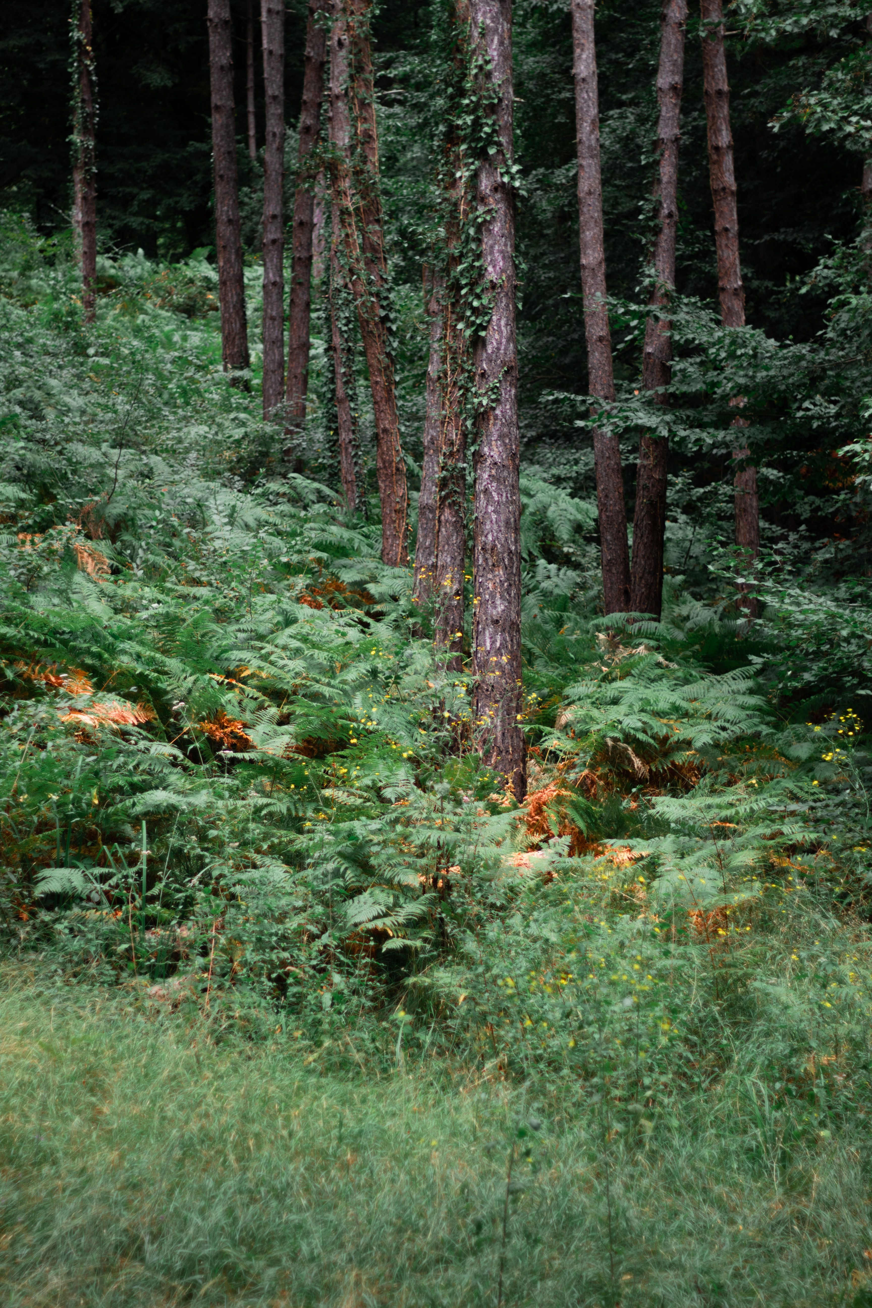 View of Trees and Shrubs in a Forest · Free Stock Photo