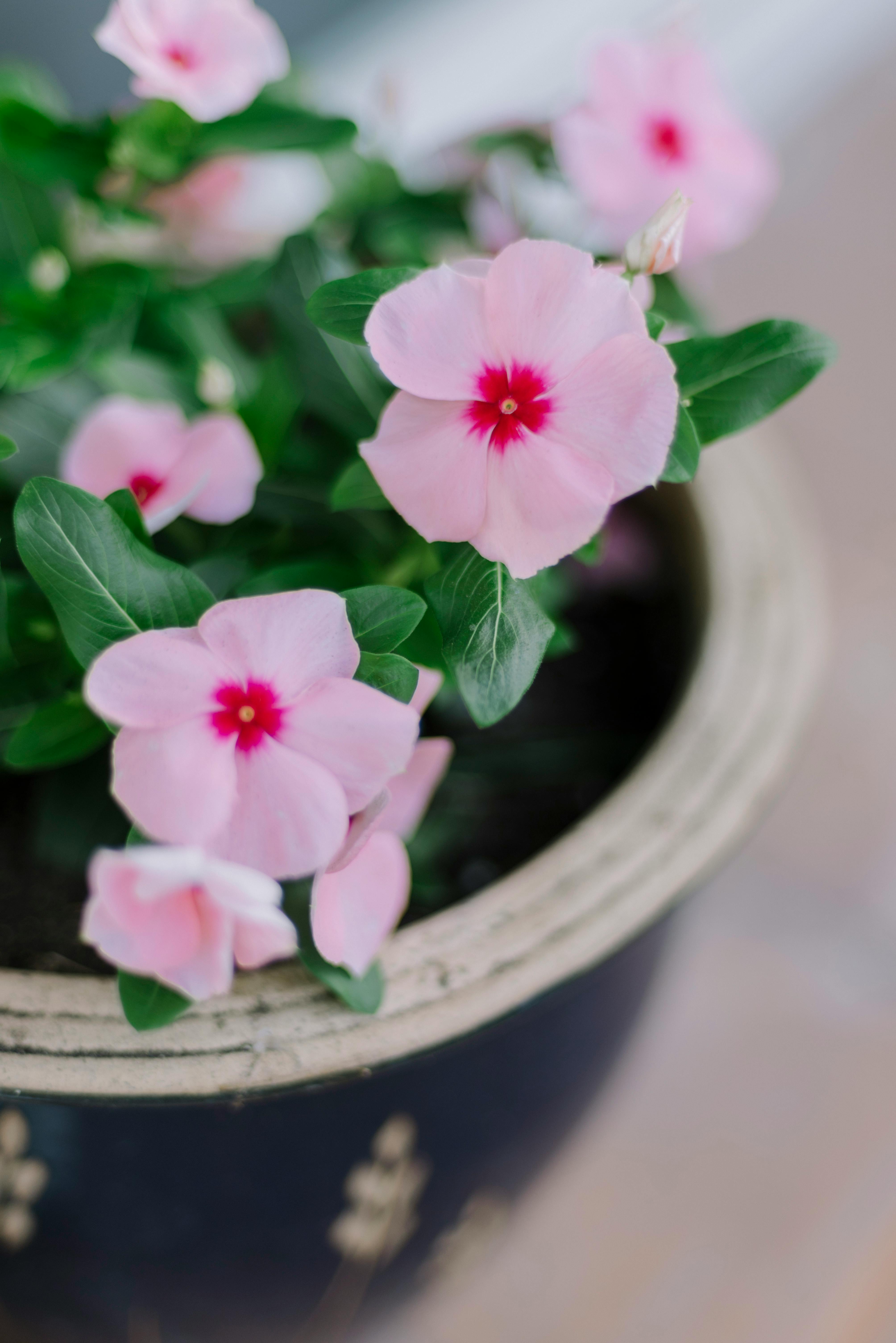 Pink Periwinkle Blooming in Shallow Flower Pot · Free Stock Photo